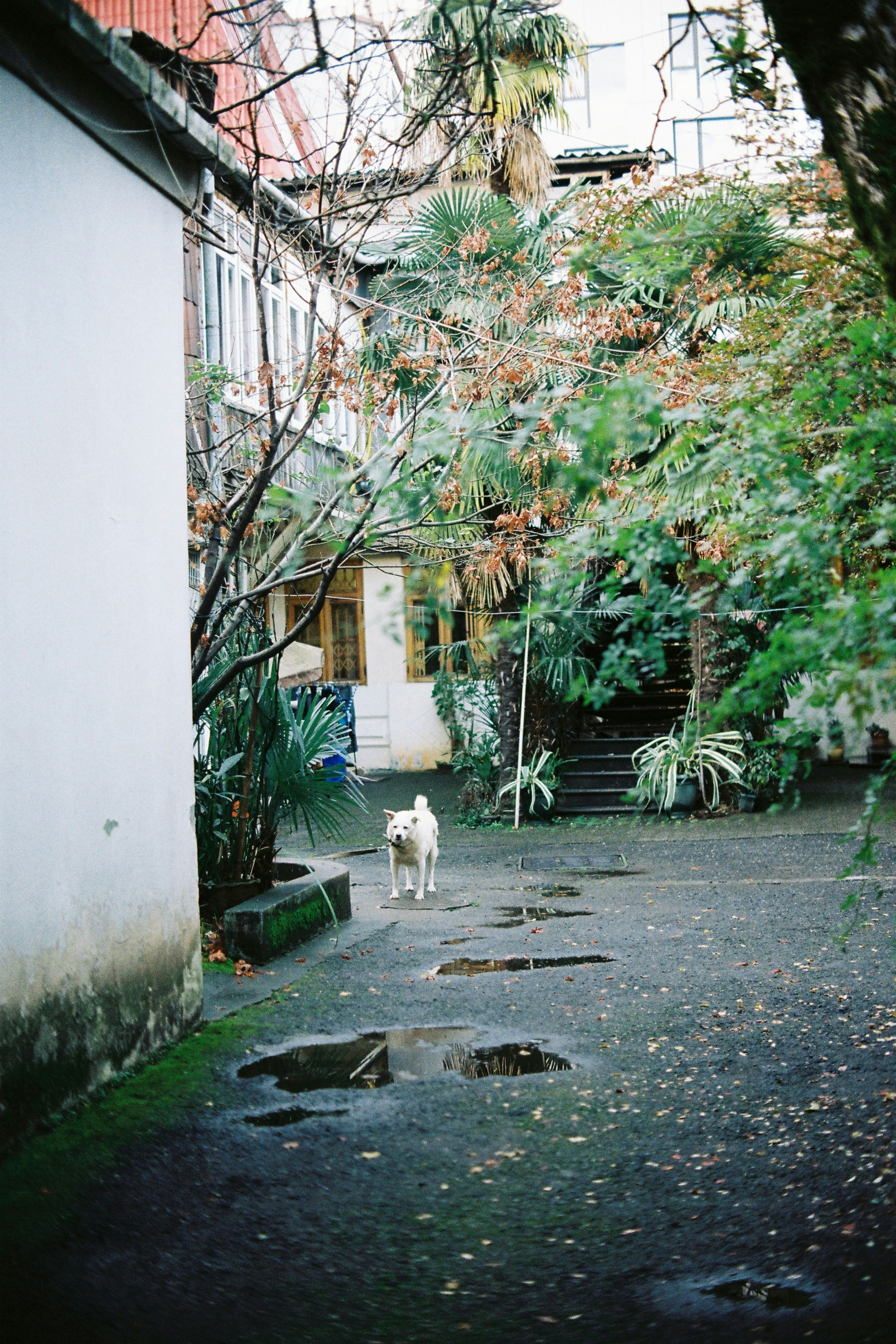 White Dog, Green Corridor: A Quiet Moment in an Overgrown Alley
