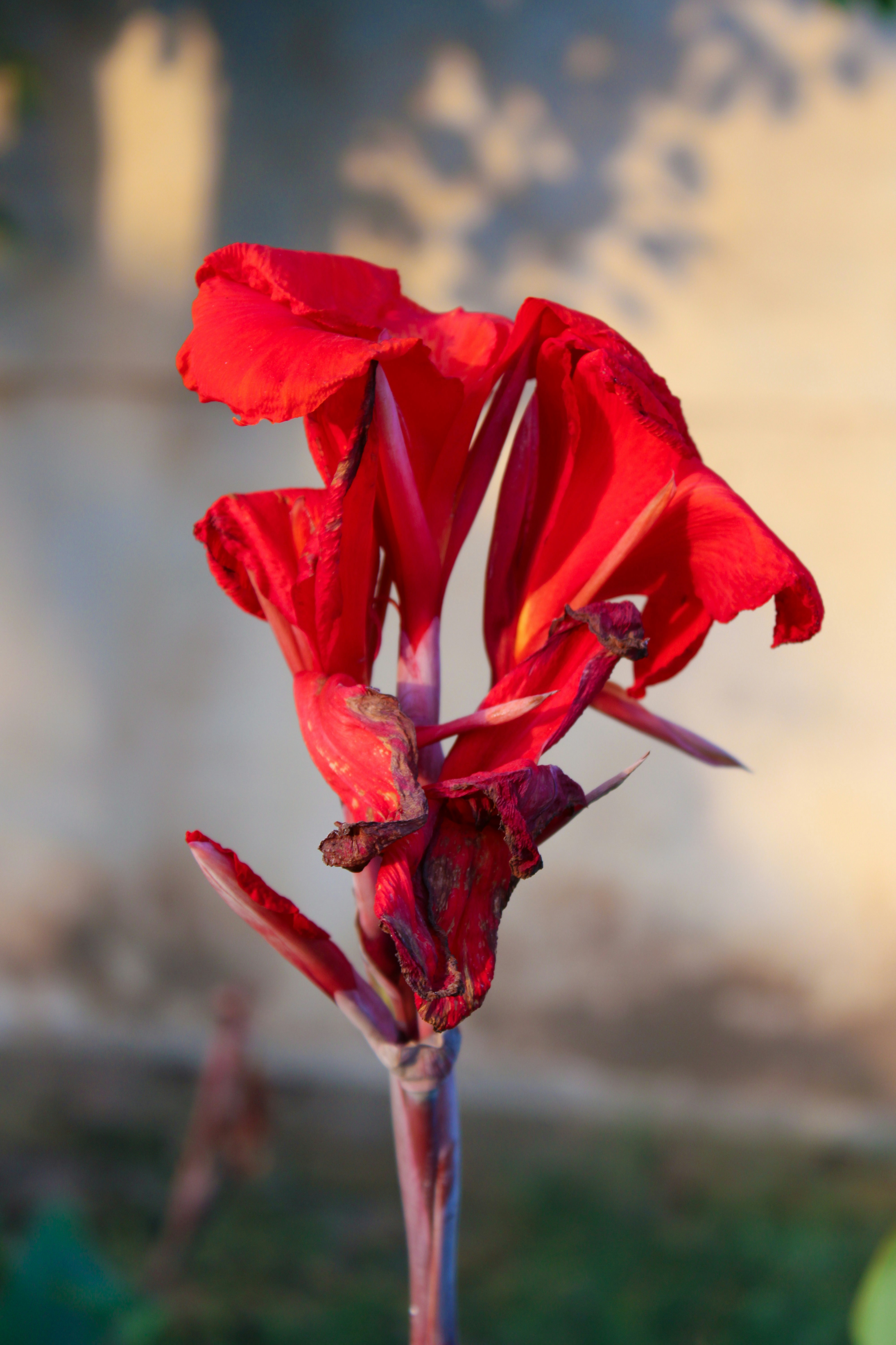 Crimson Gladiolus in a Warm, Soft-Focus Backdrop