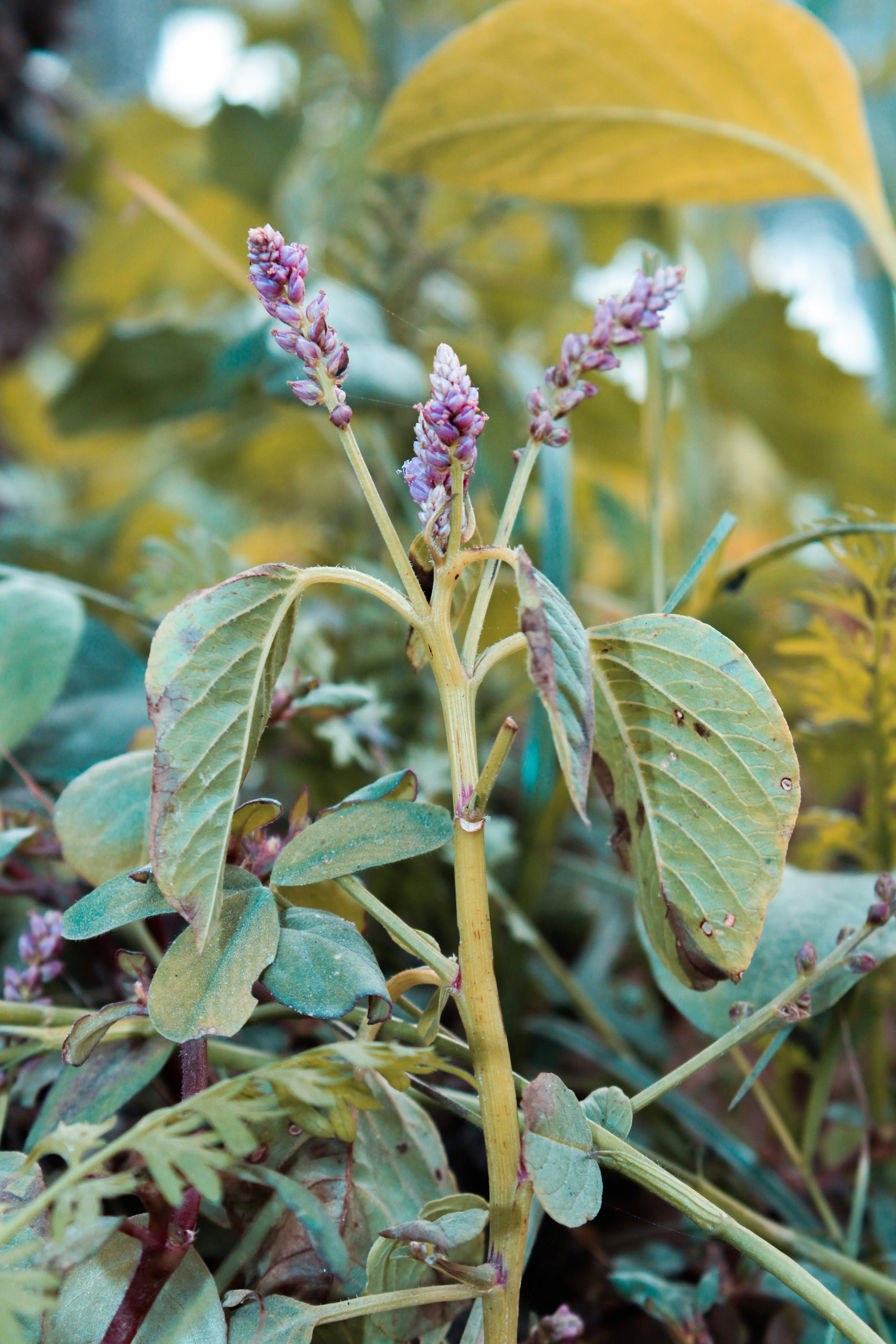 Lilac Spires in a Sunlit Garden: A Close-Up of Purple Flower Clusters