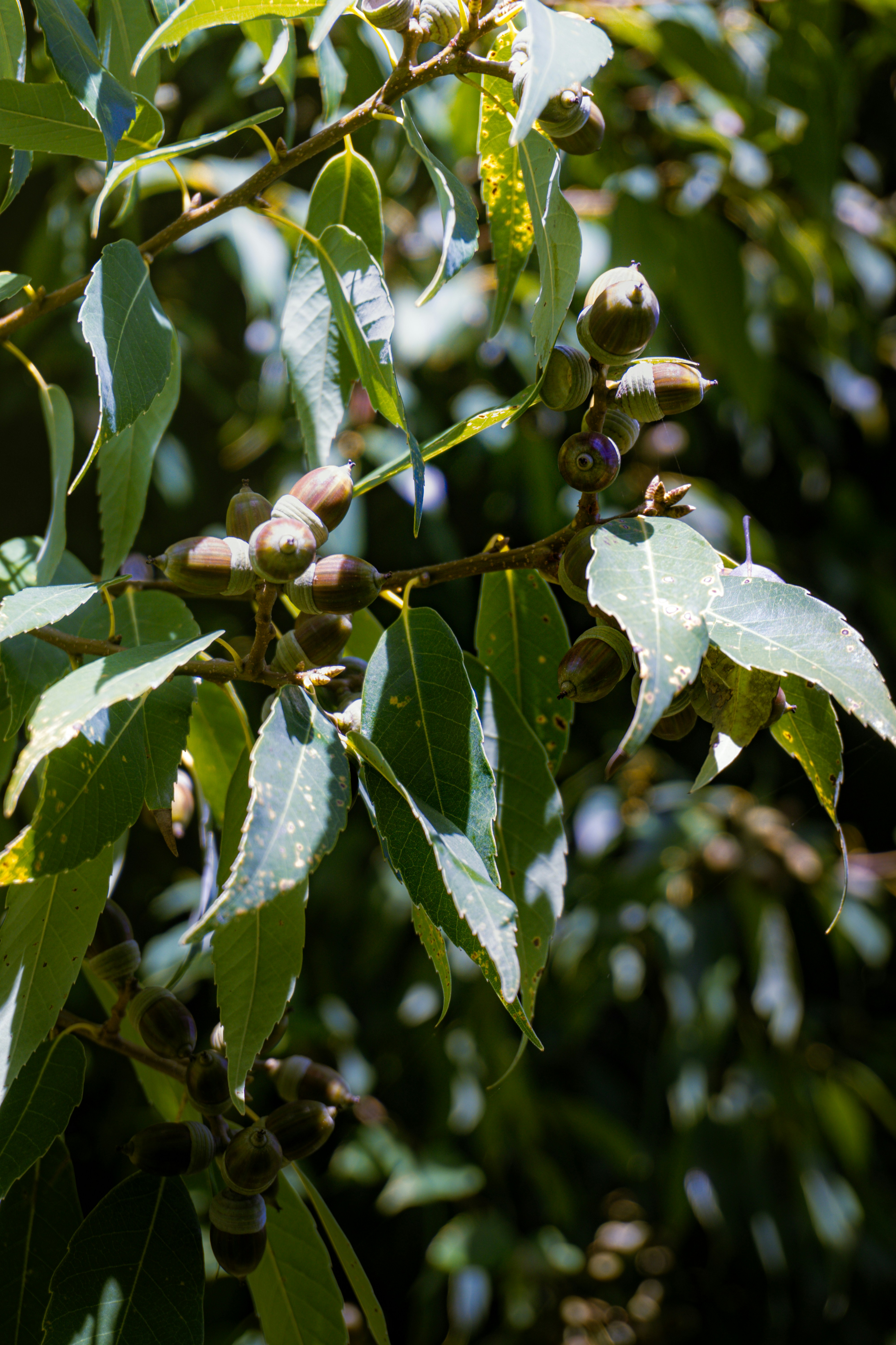 Pecan Tree Pictures | Download Free Images on Unsplash