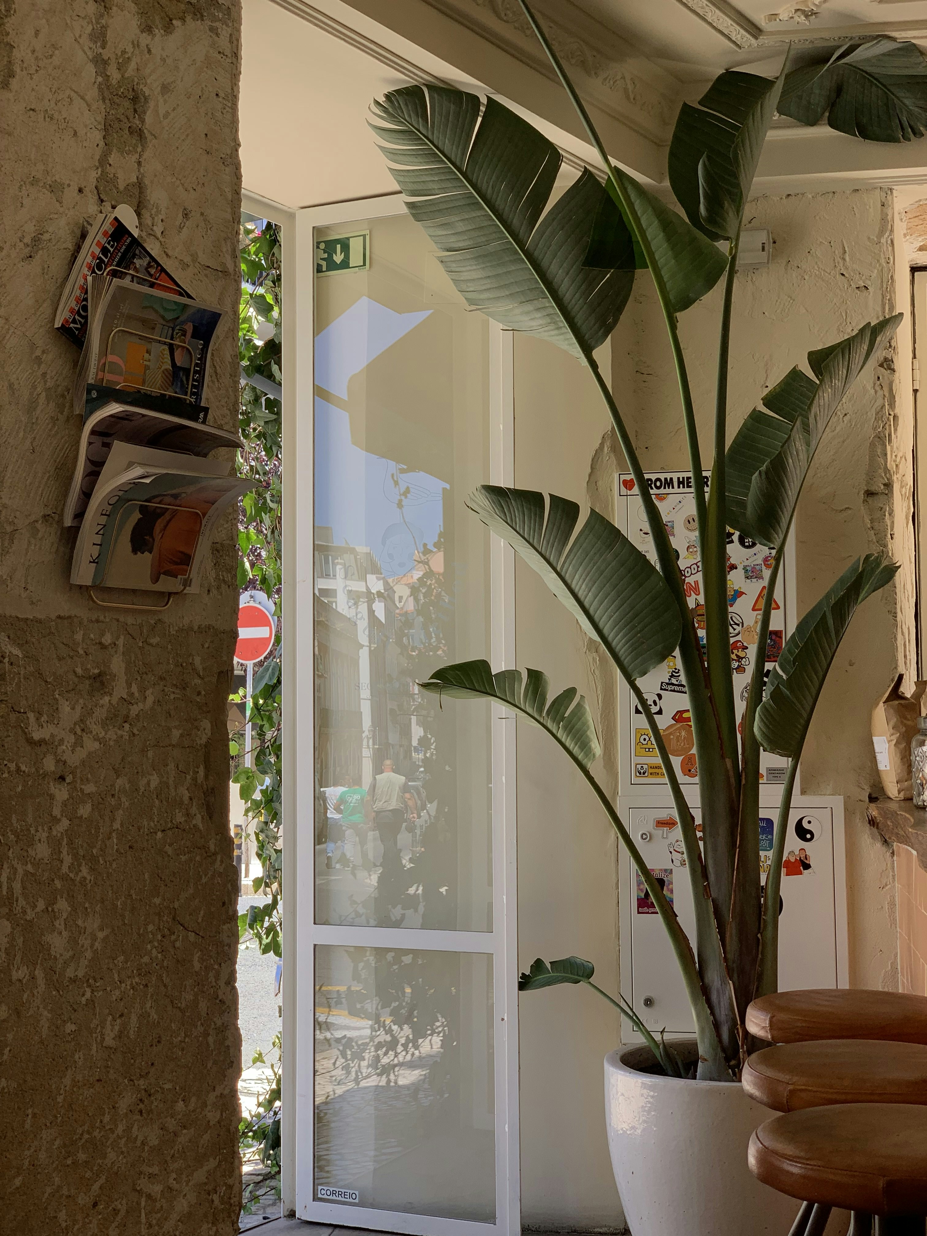 Sunlit Threshold: A Banana Plant Framing a Glass Door in a Quiet Interior