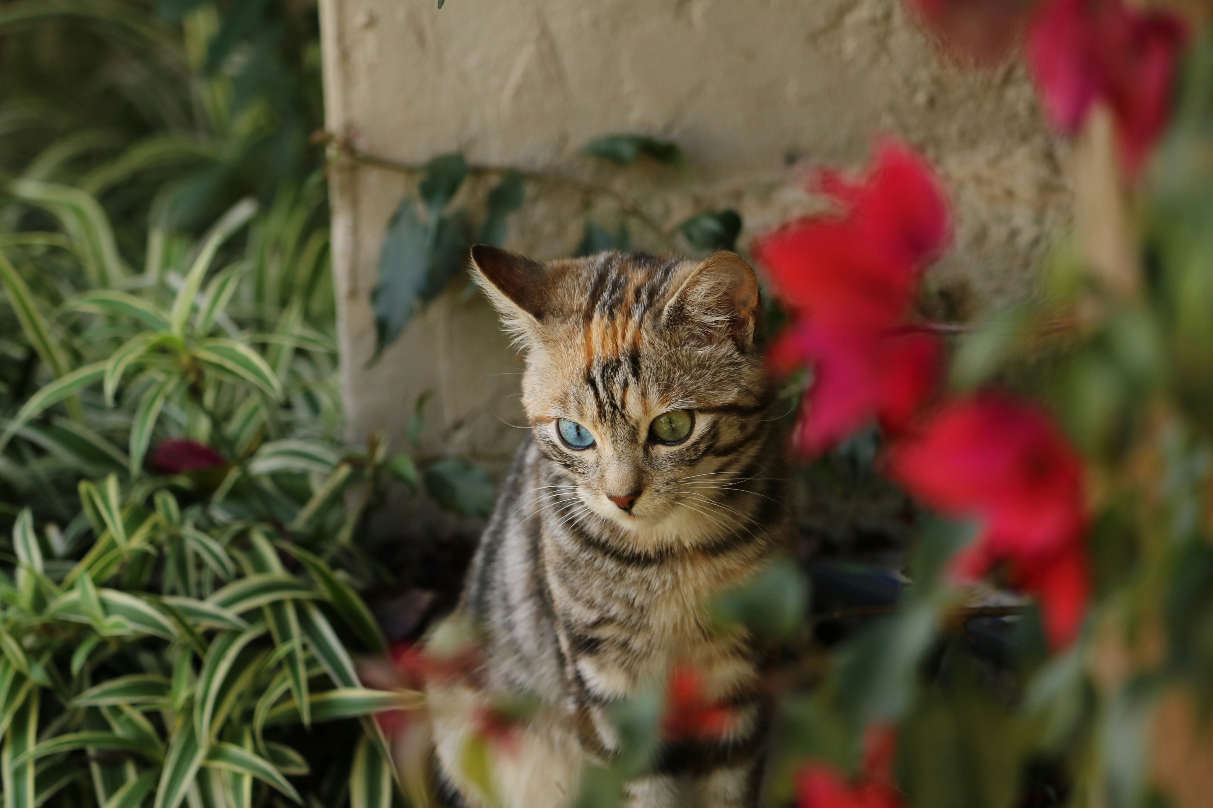 Emerald-Eyed Tabby in a Garden Amid Fronds and Red Blooms