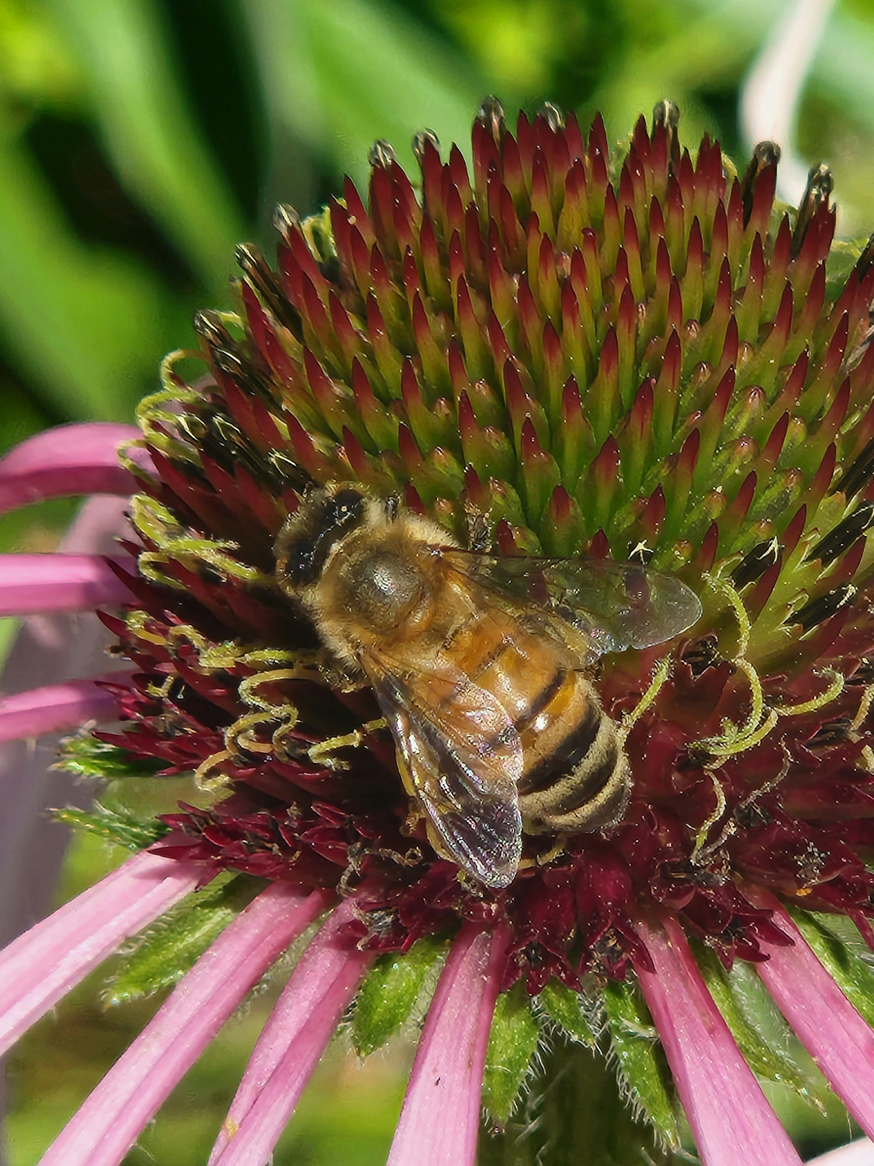 Honeybee at the Heart of a Magenta Coneflower