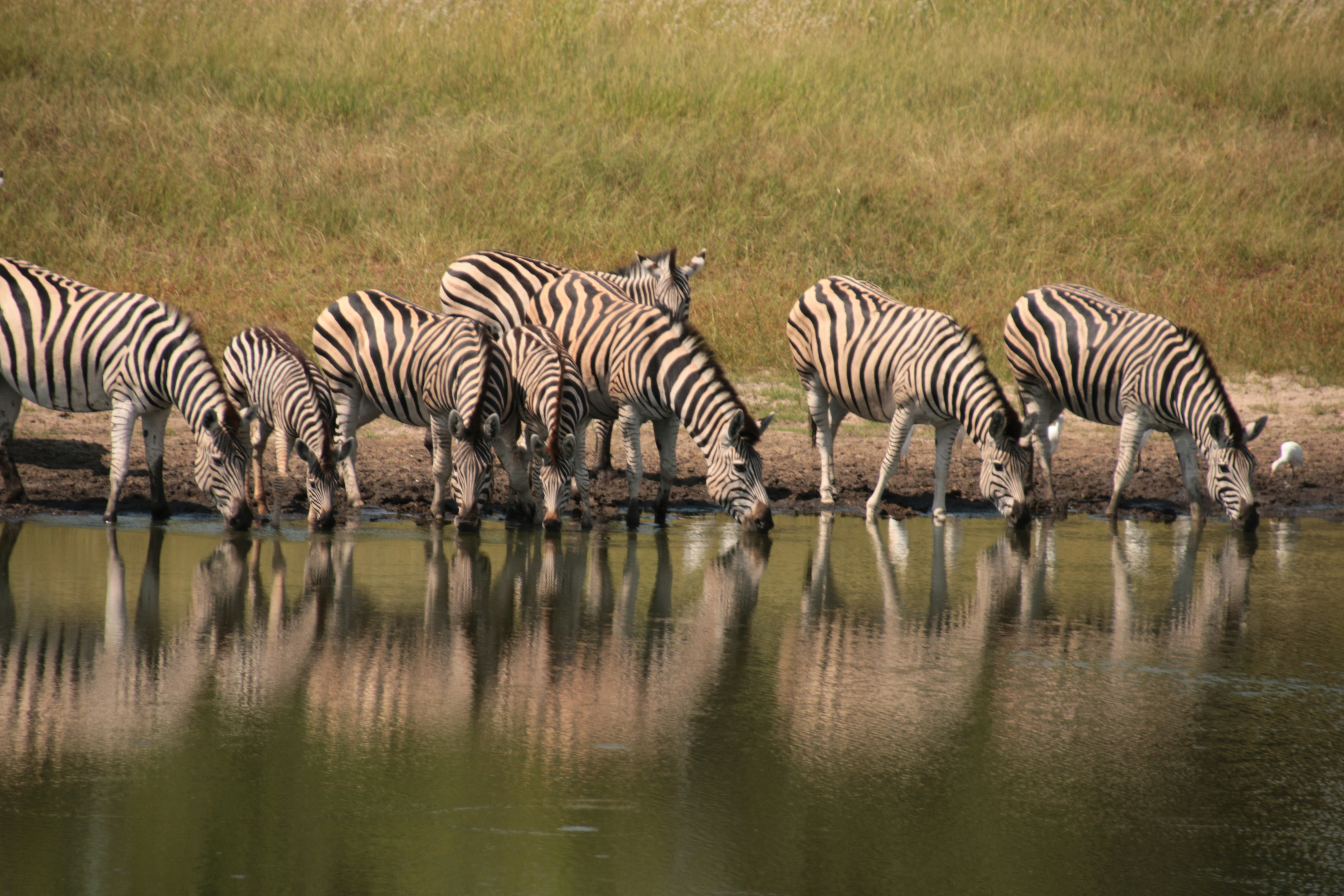 A herd of zebra drinking water from a pond photo – Free Zebra Image on ...