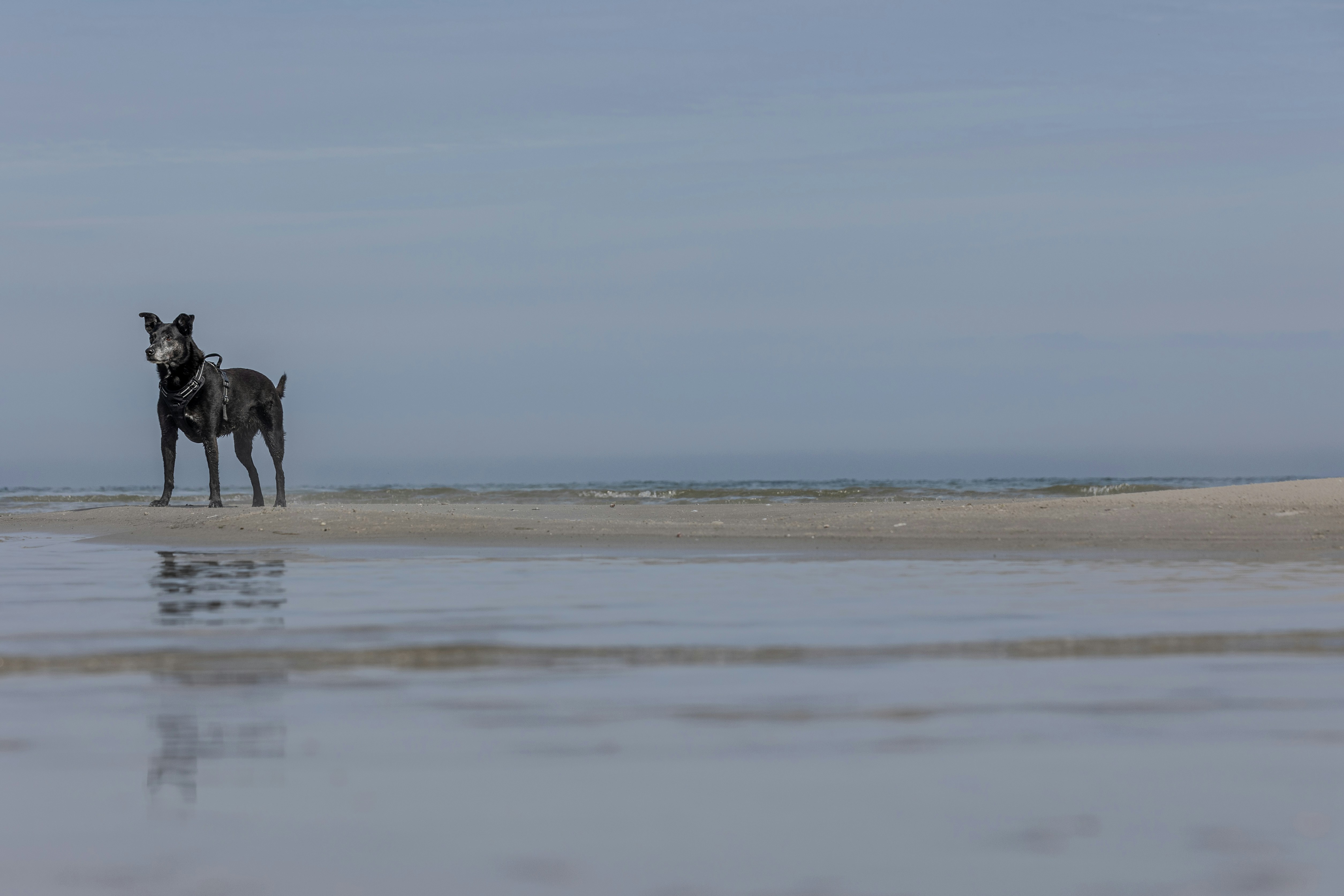 Lone Dog at the Shoreline: Quiet Tide and Mirror Reflections