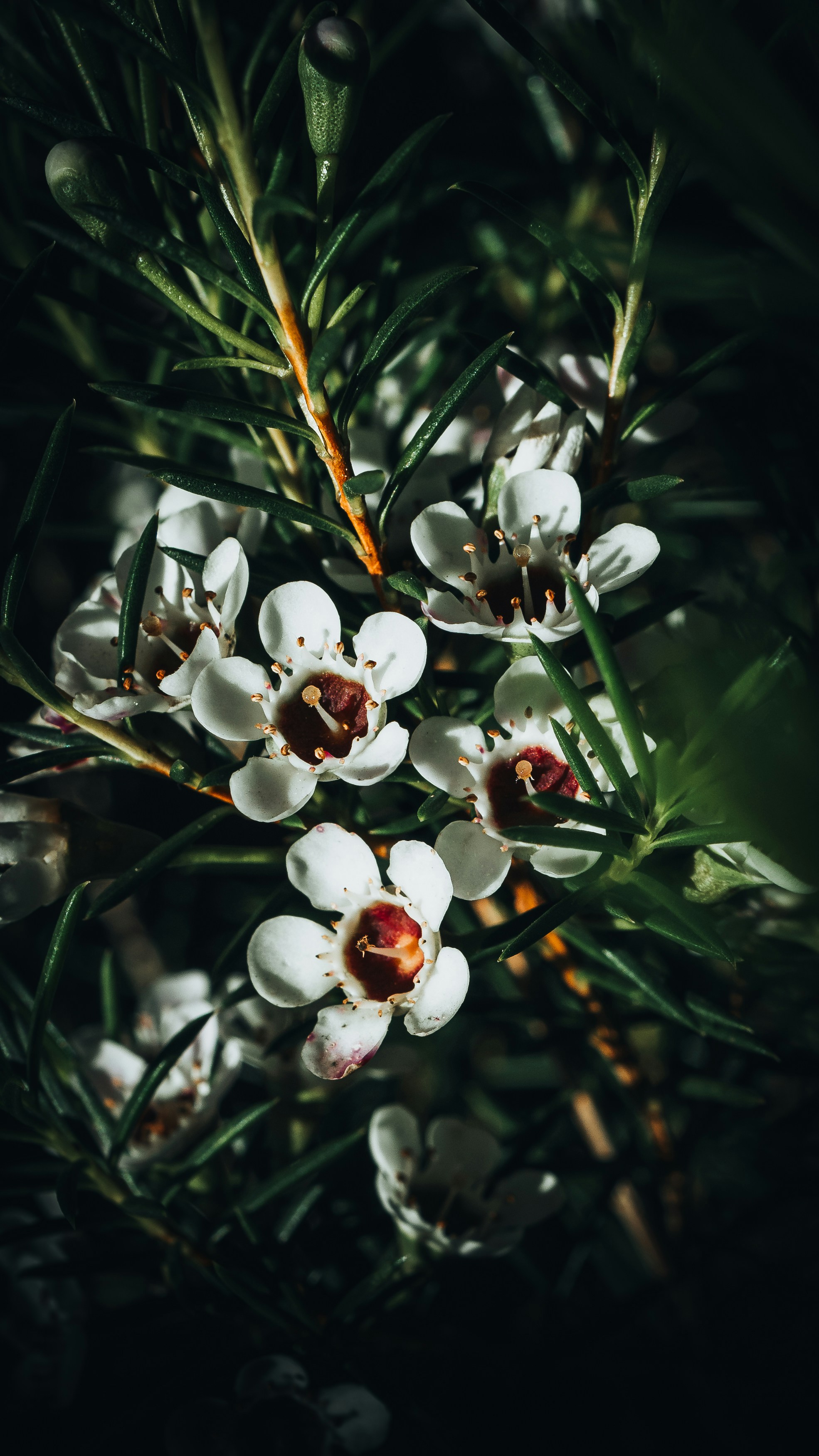 White blossoms in shadow: a close embrace of rosemary stems