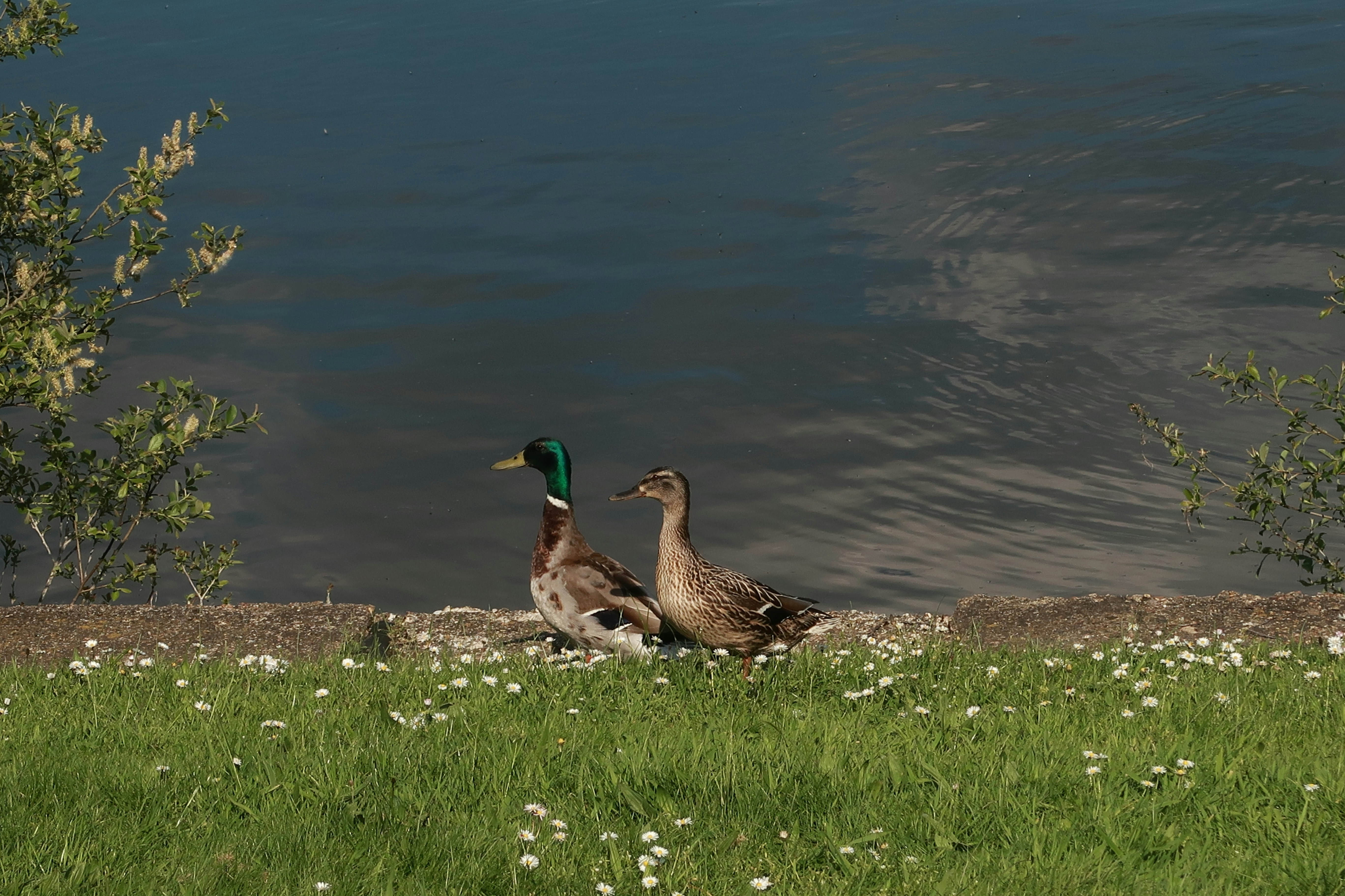 Ducks by the Dike: Central Pair On the Grassy Shore