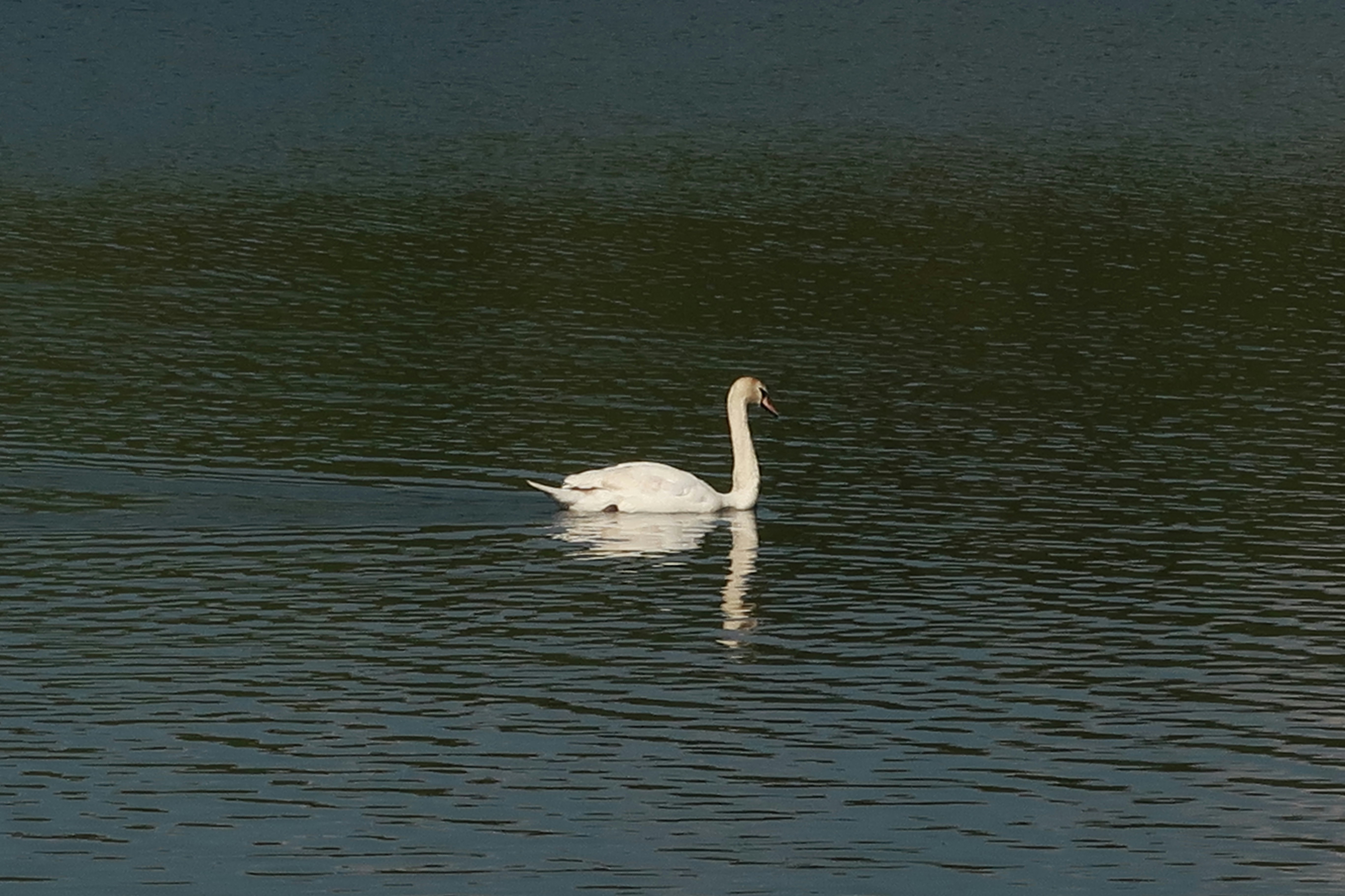 A graceful swan gliding across a calm water surface, reflecting its image in the tranquil surroundings.