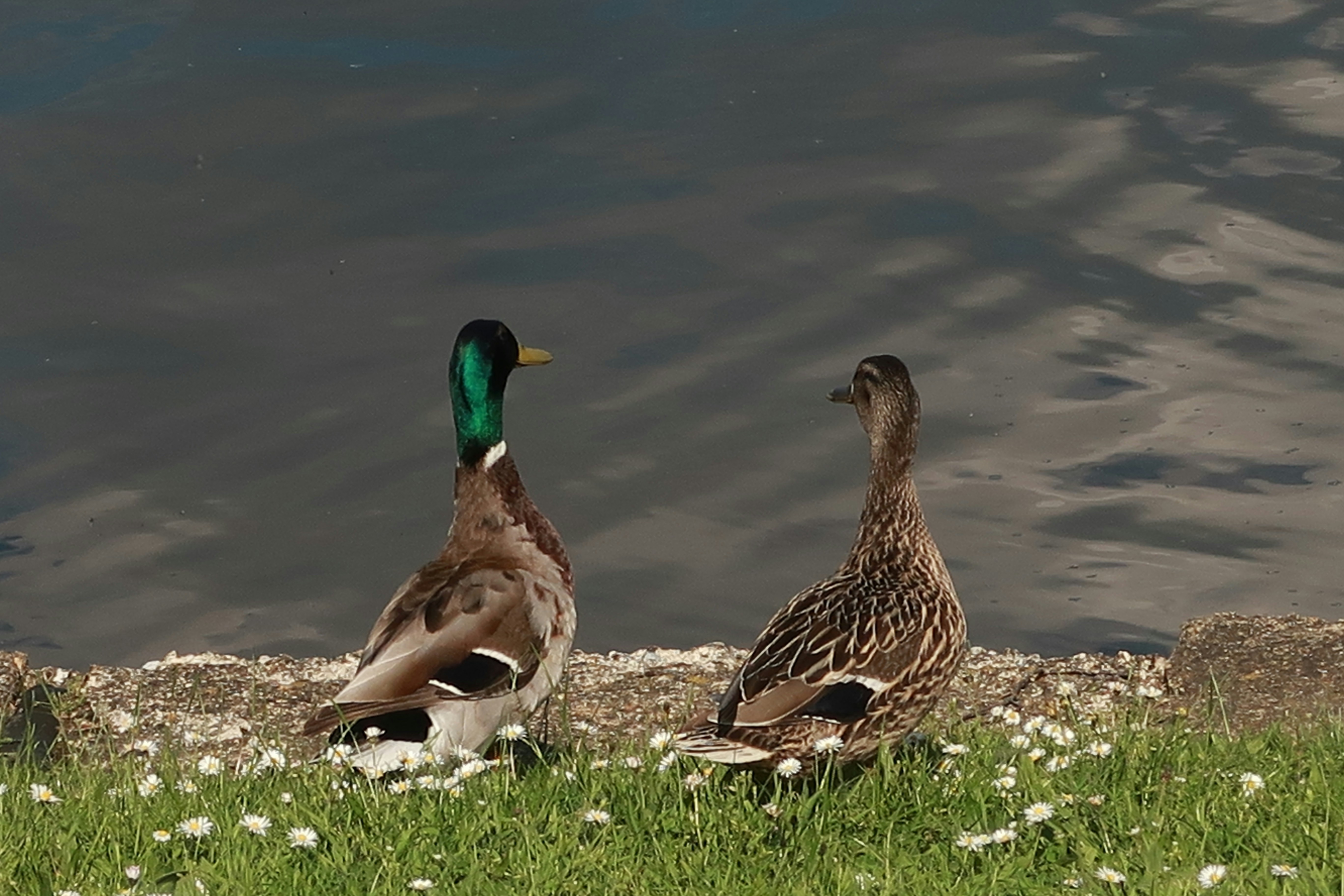 Emerald-Headed Mallard and Hen by a Pebble Shore