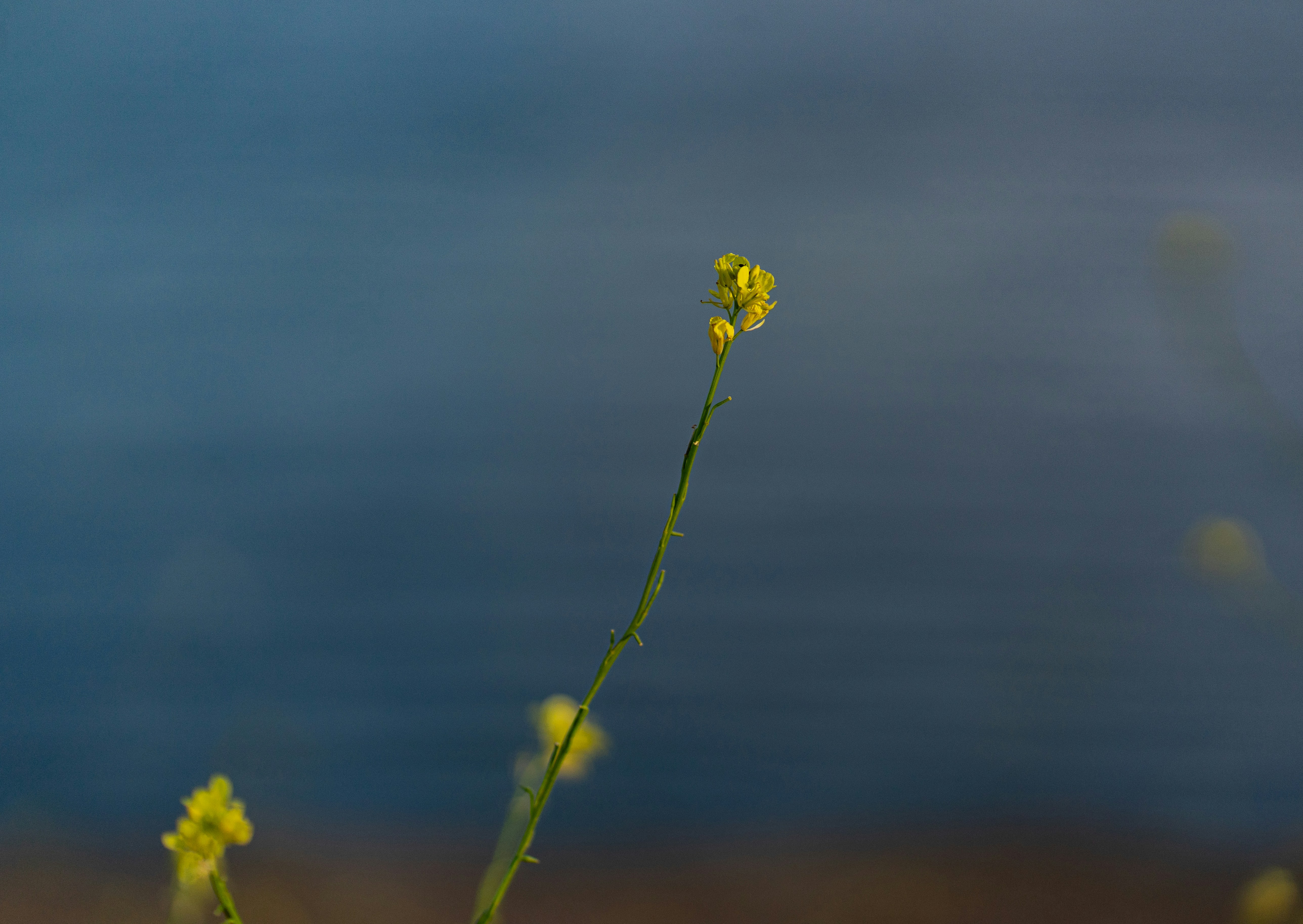 yellow flower