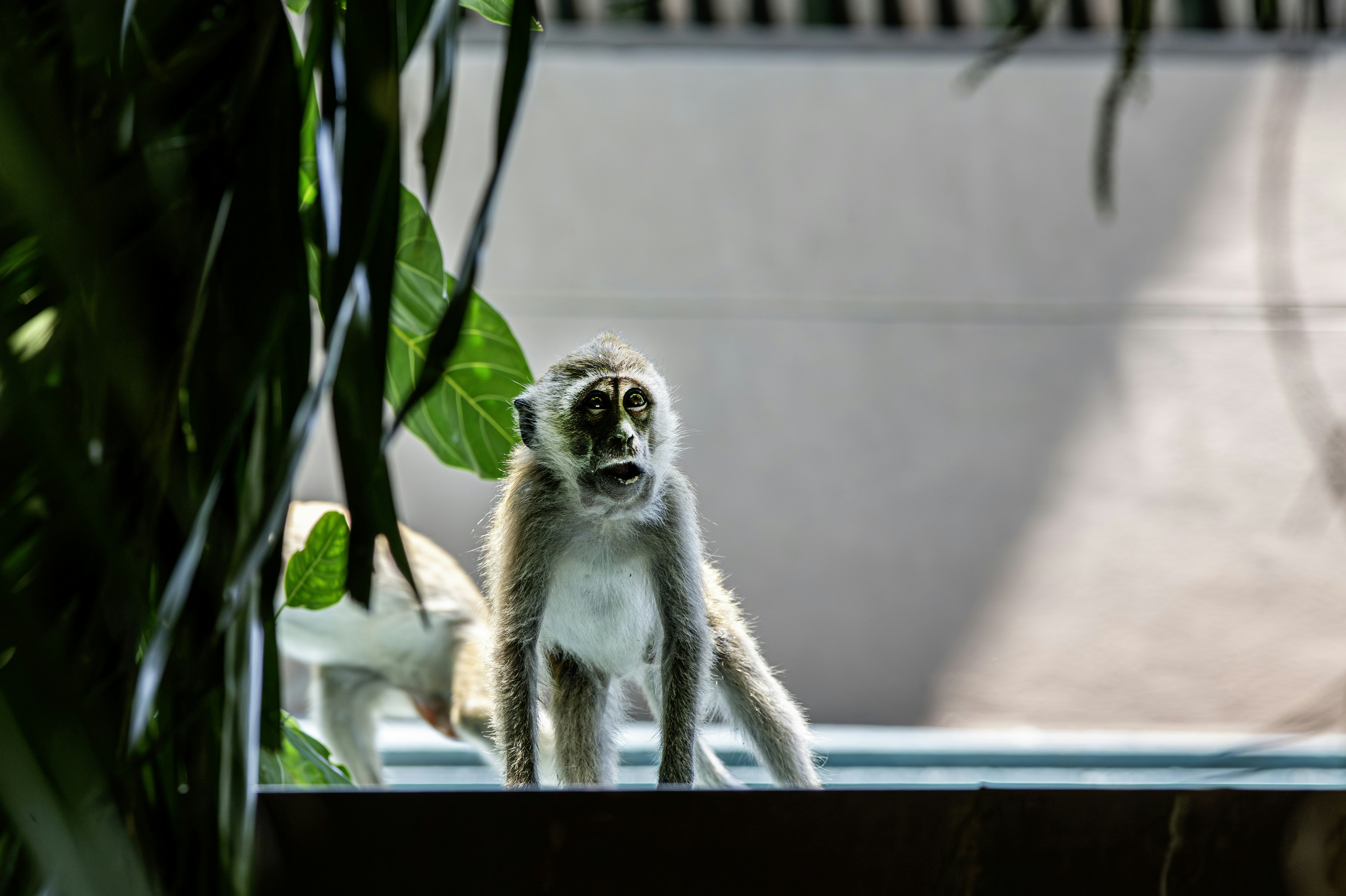 A small monkey standing on top of a window sill photo – Free Animal ...
