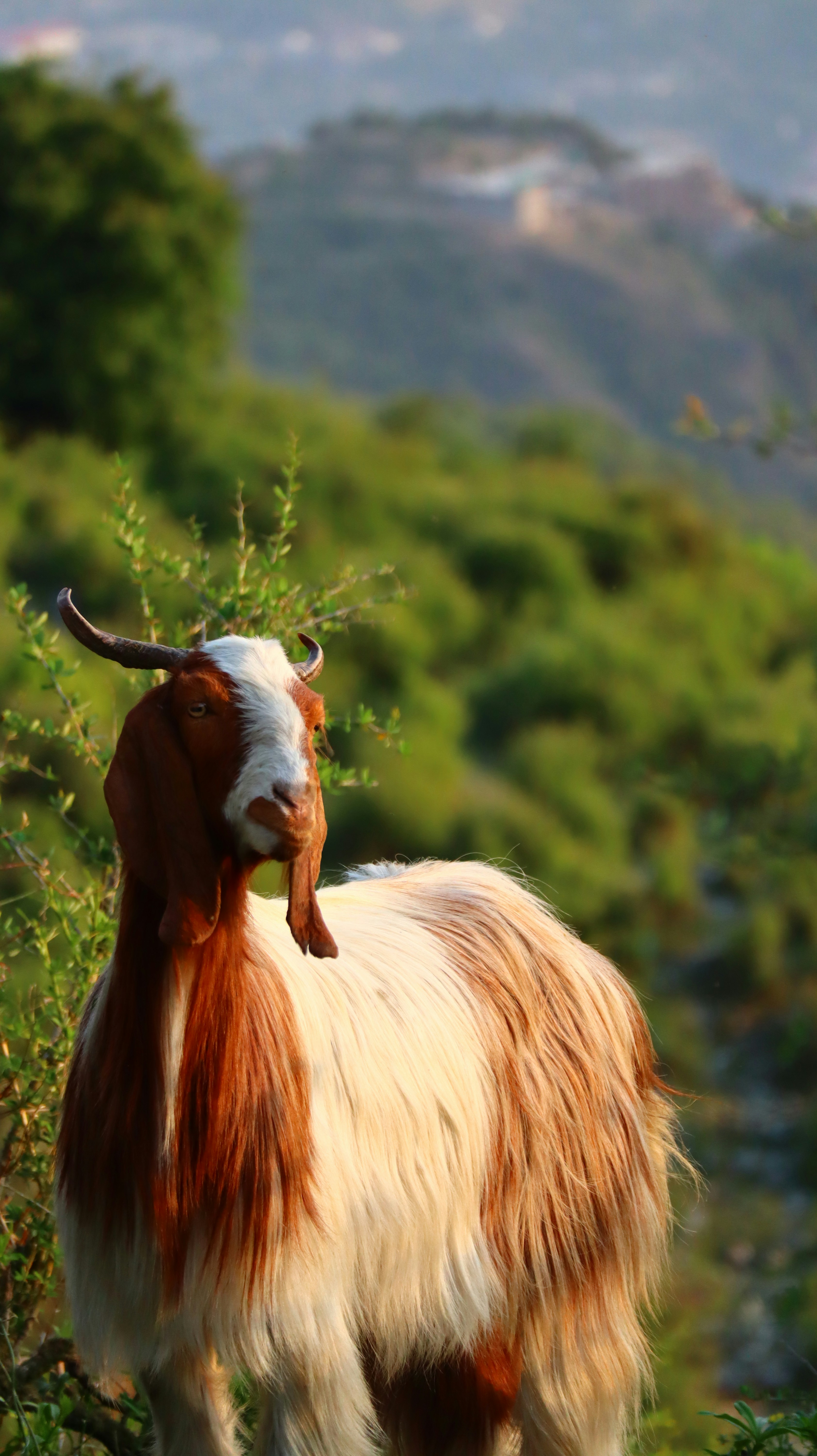 Ember-Glow Goat on a Verdant Hillside