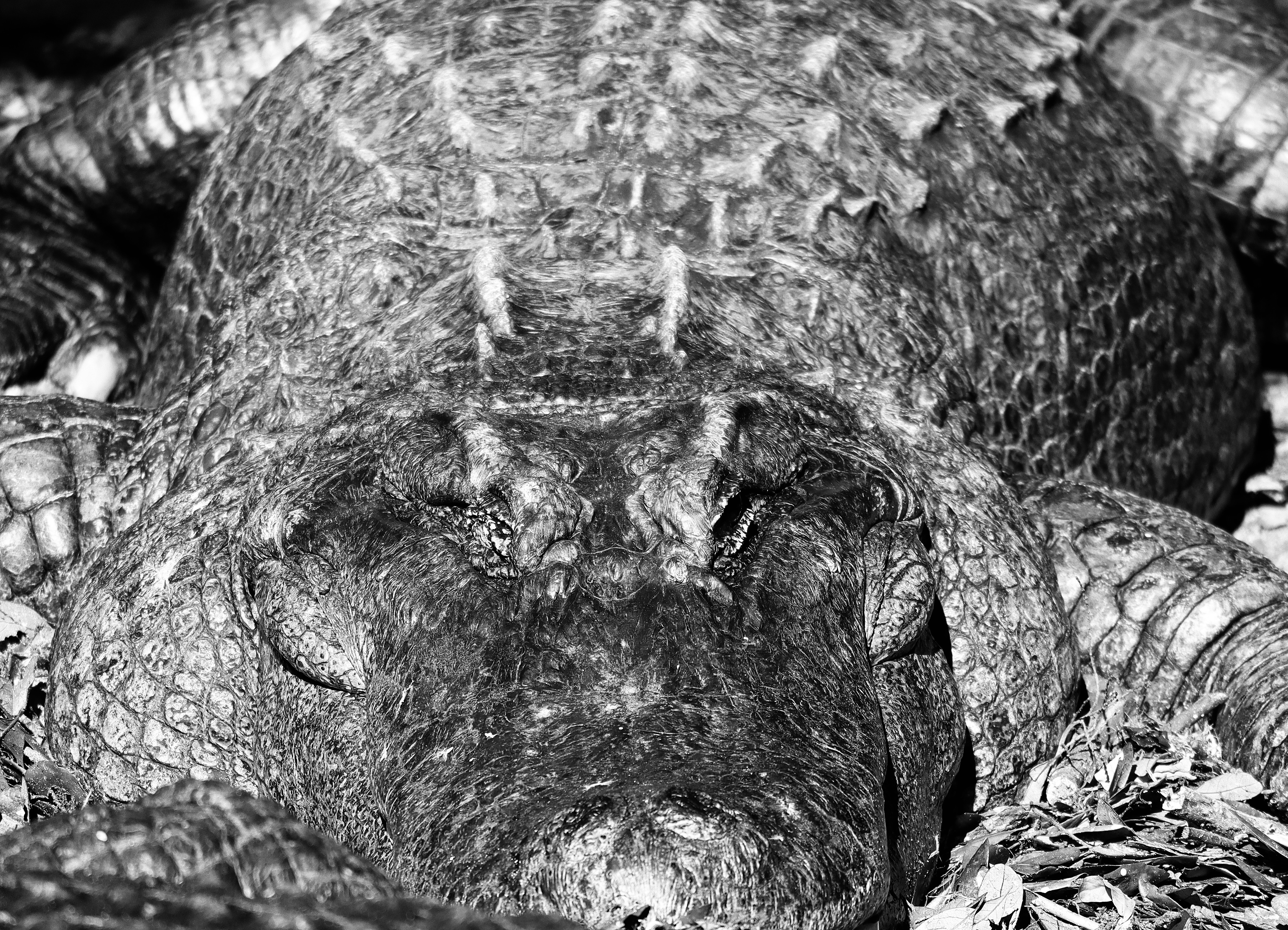 A close up of a large alligator laying on the ground photo – Free ...