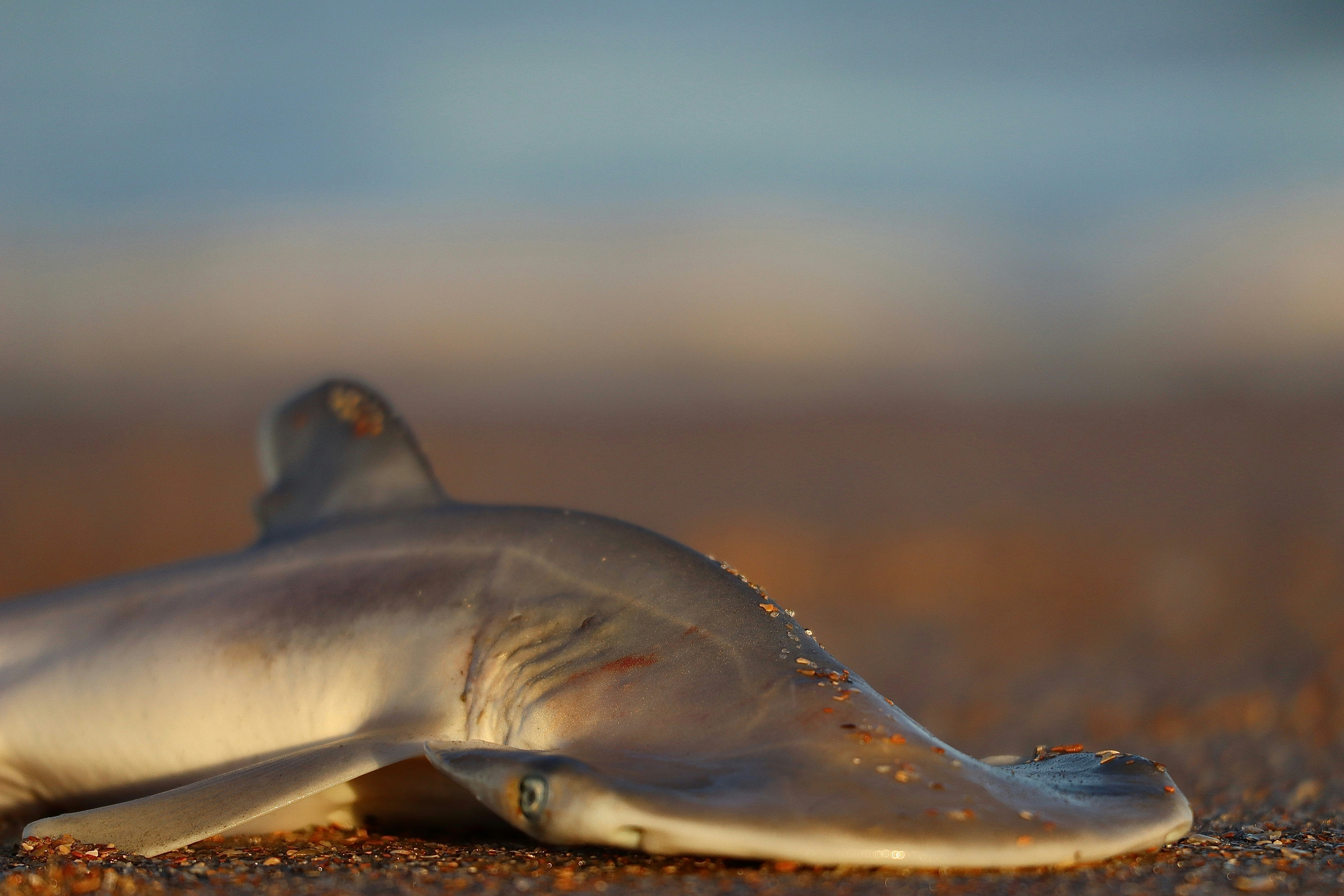 Cartoon Dead Shark