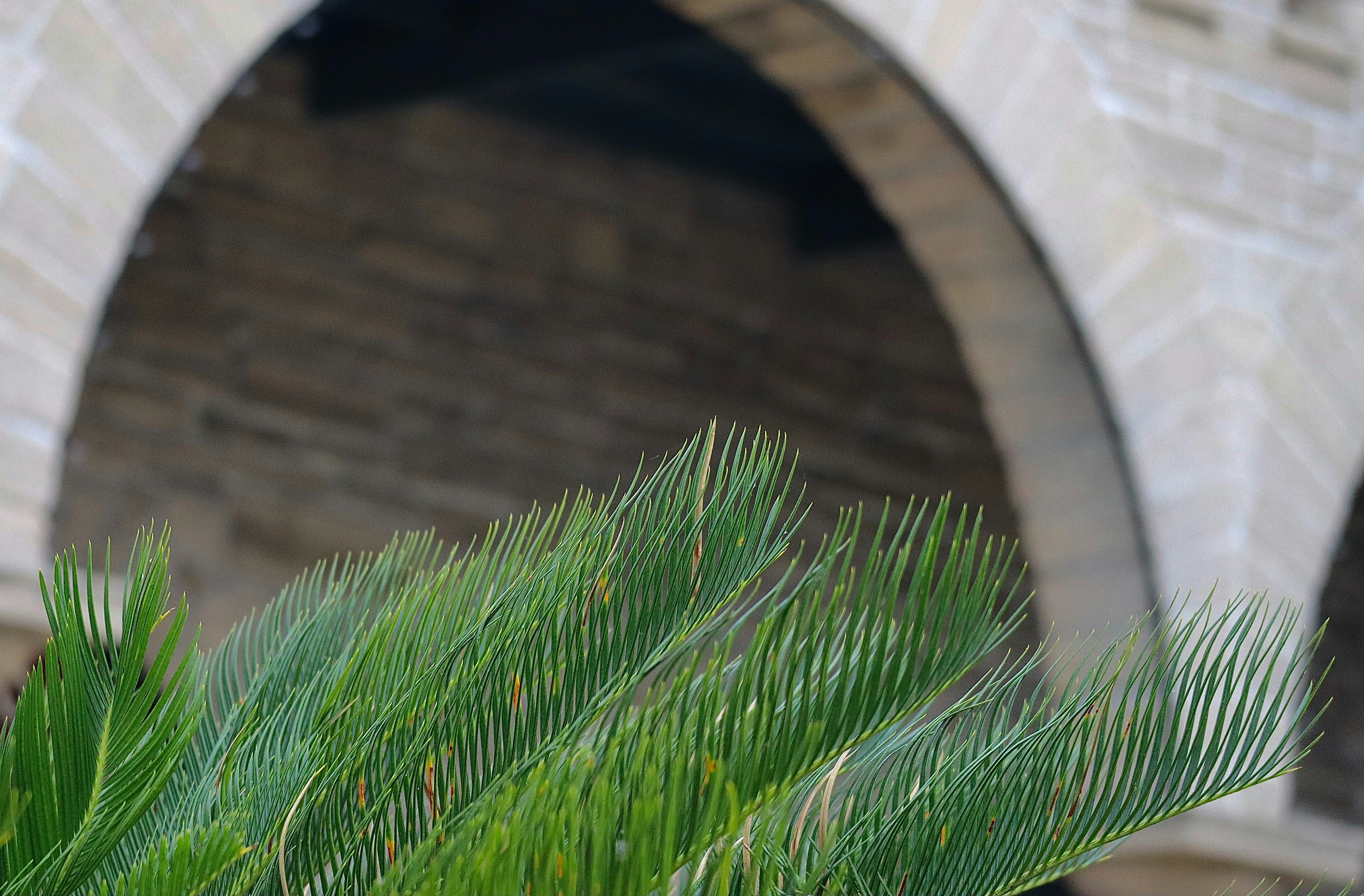 Green fronds framing an arched stone backdrop