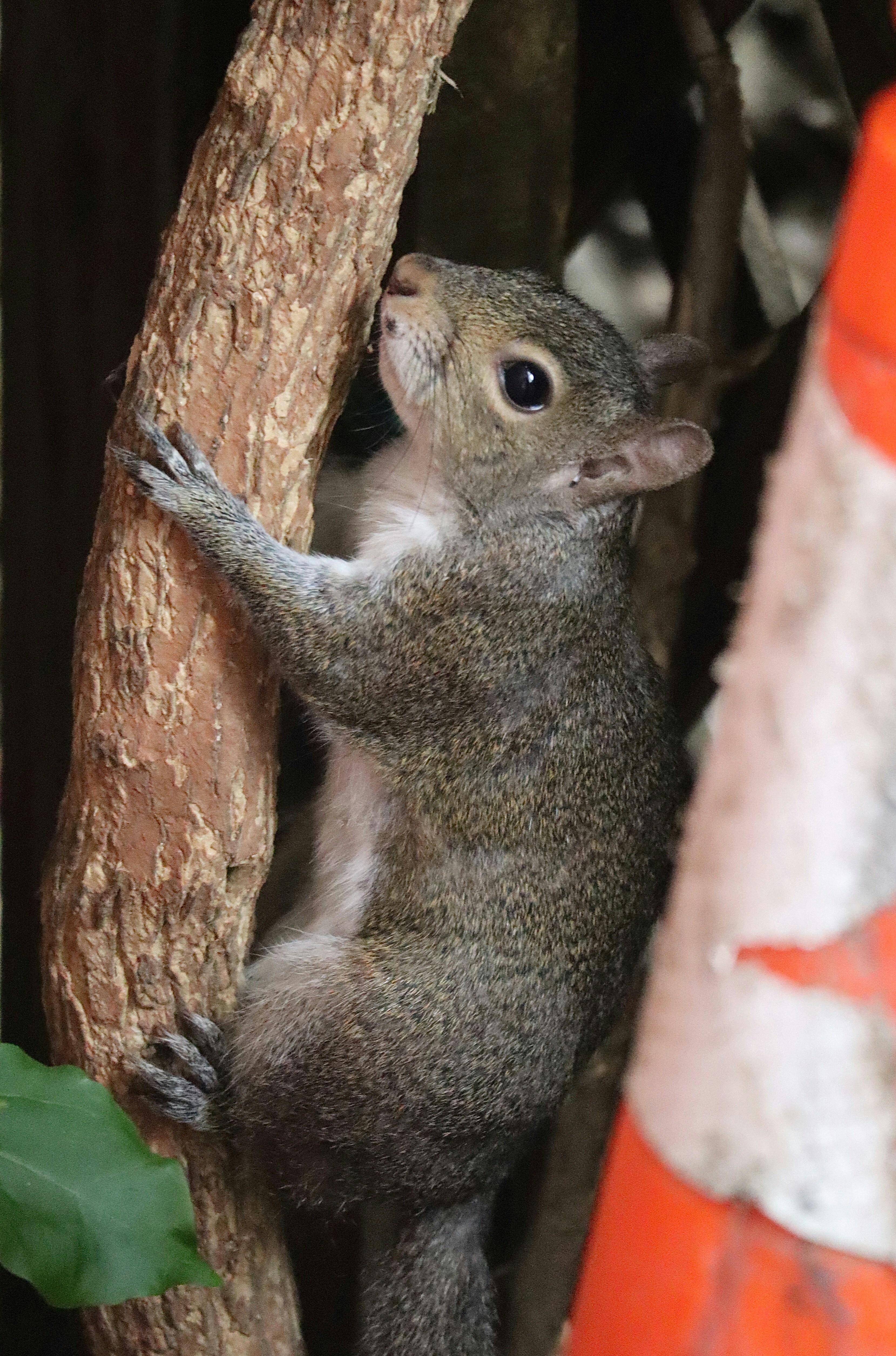 Clinging Curiosity: Gray Squirrel Grips Bark Between Trunks