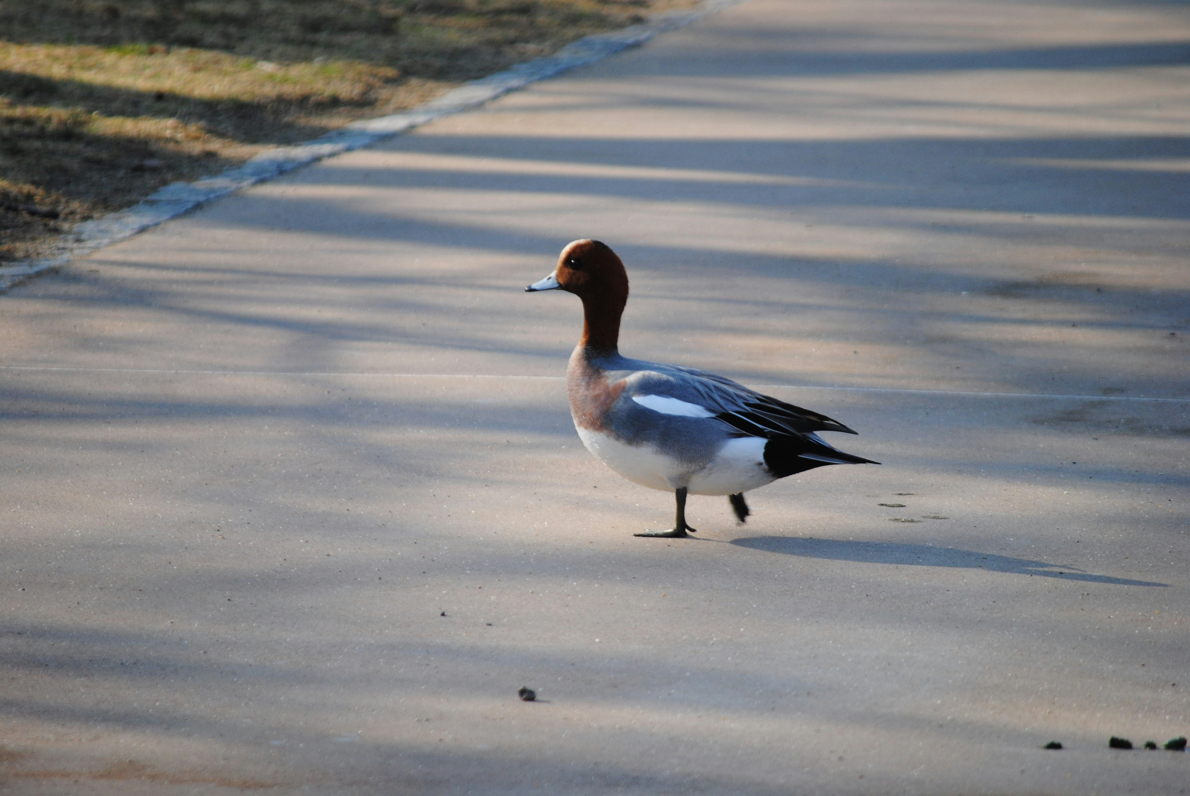 Brown-Headed Drifter on a Sunlit Path