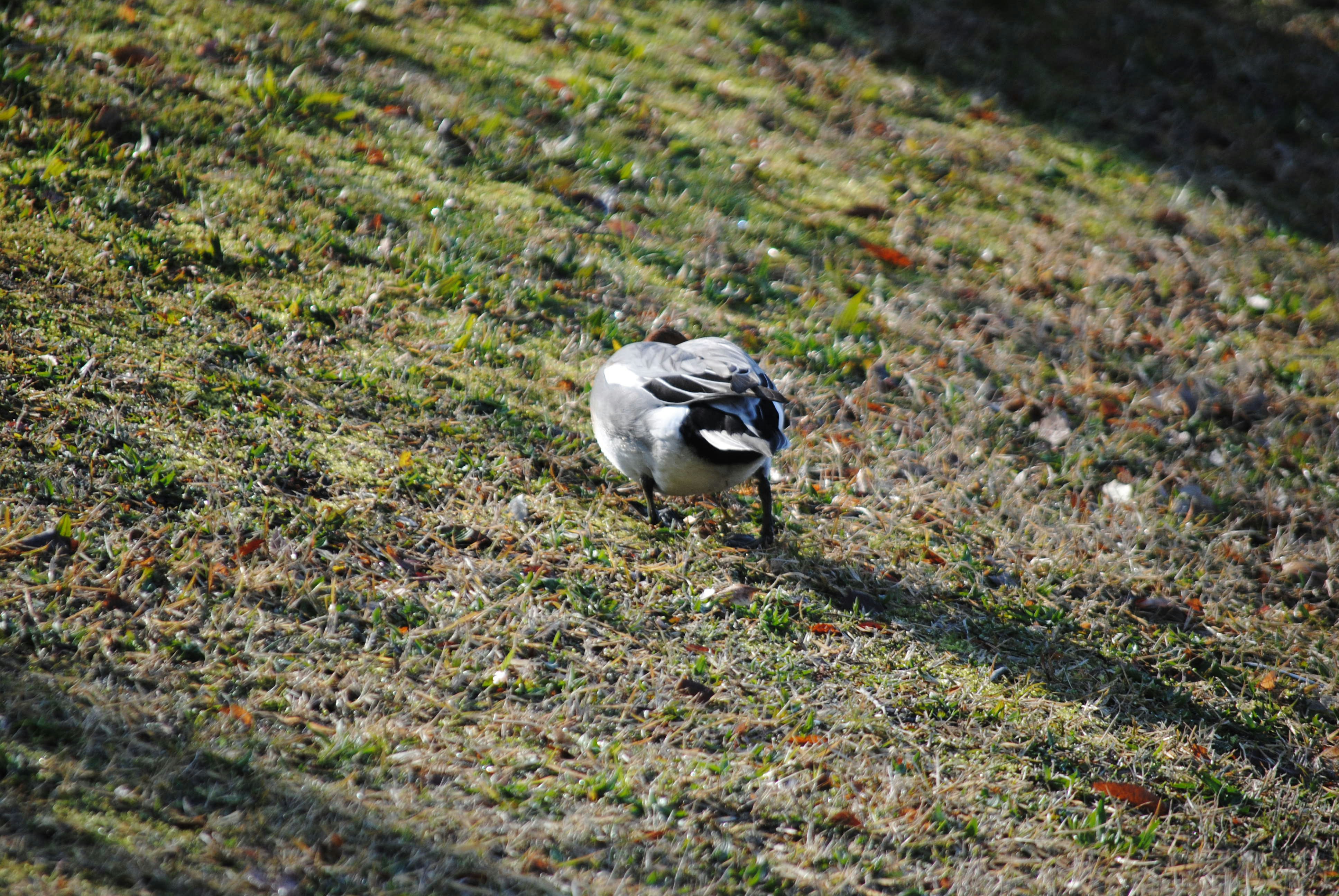 Silent Gull on Patchwork Grass Casting a Long Shadow