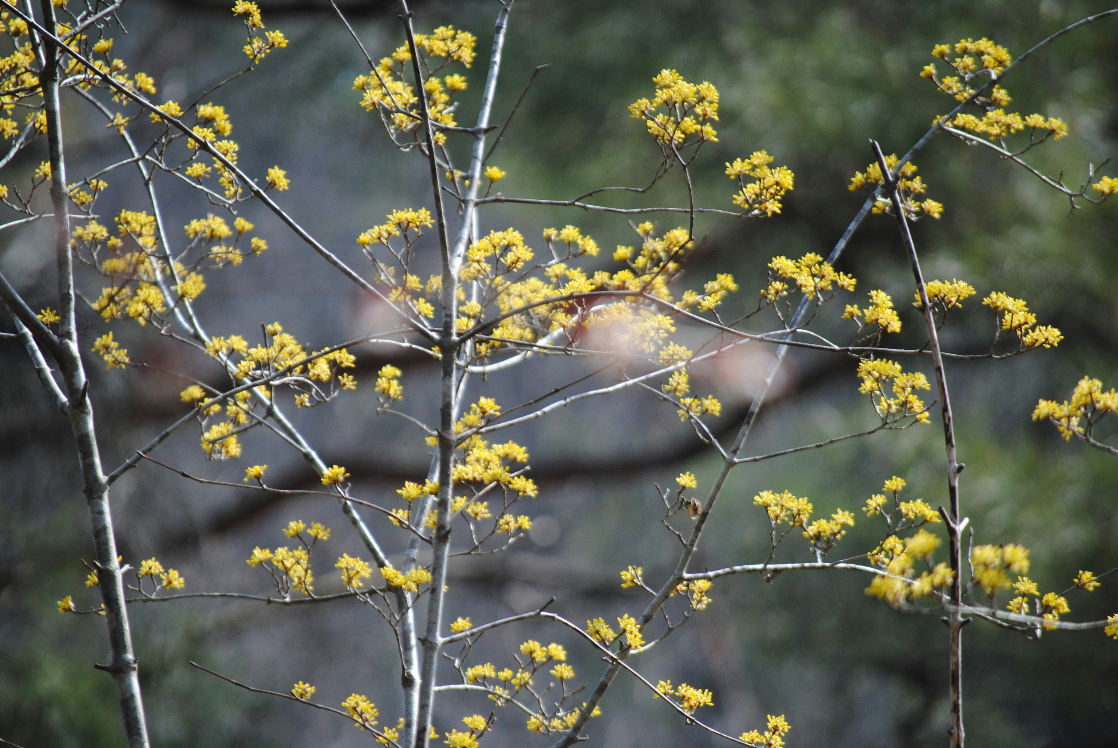 Forsythia Lattices: Neon Buds Framing a Quiet Woodland