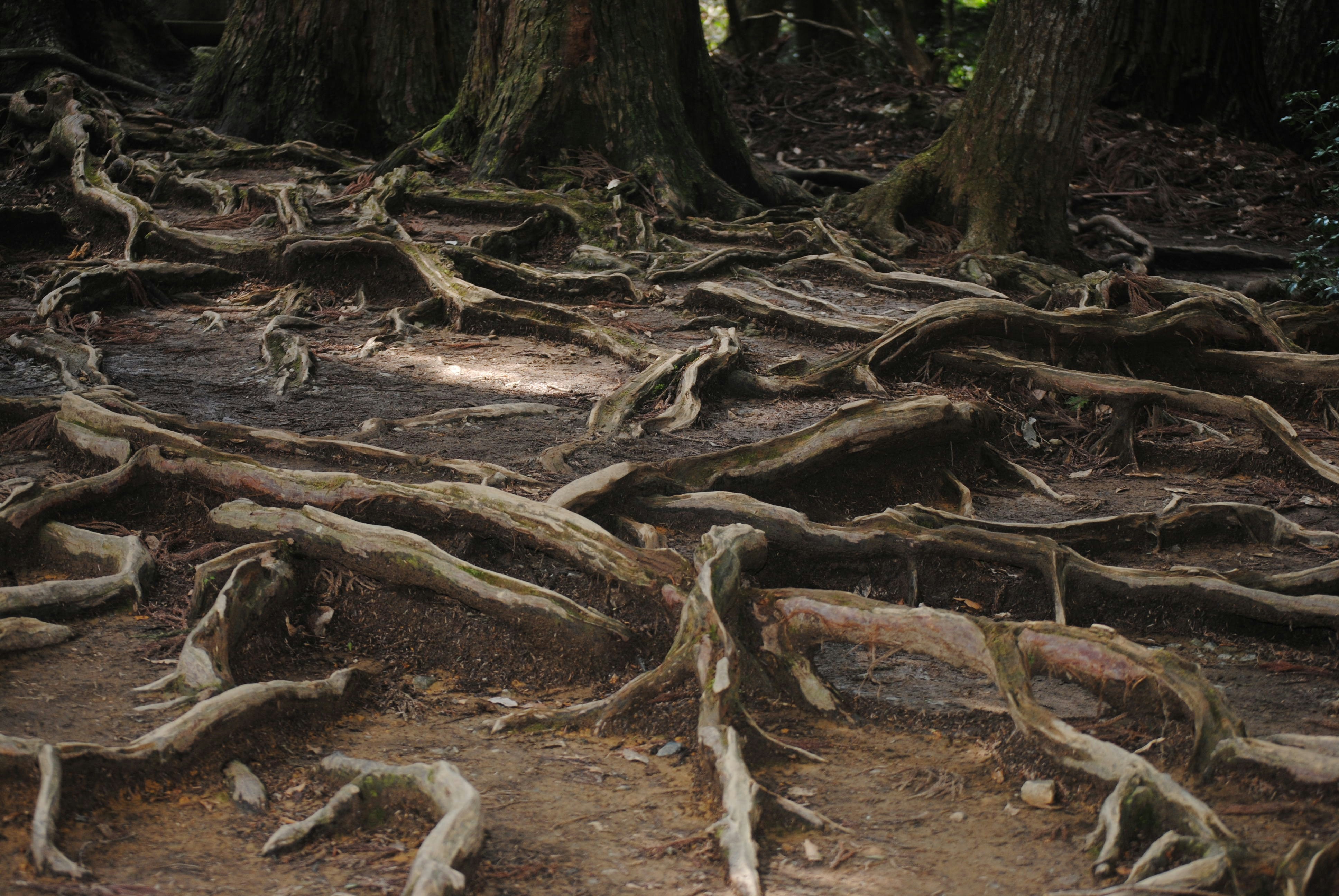 A large group of tree roots in a forest photo – Free Wood Image on Unsplash