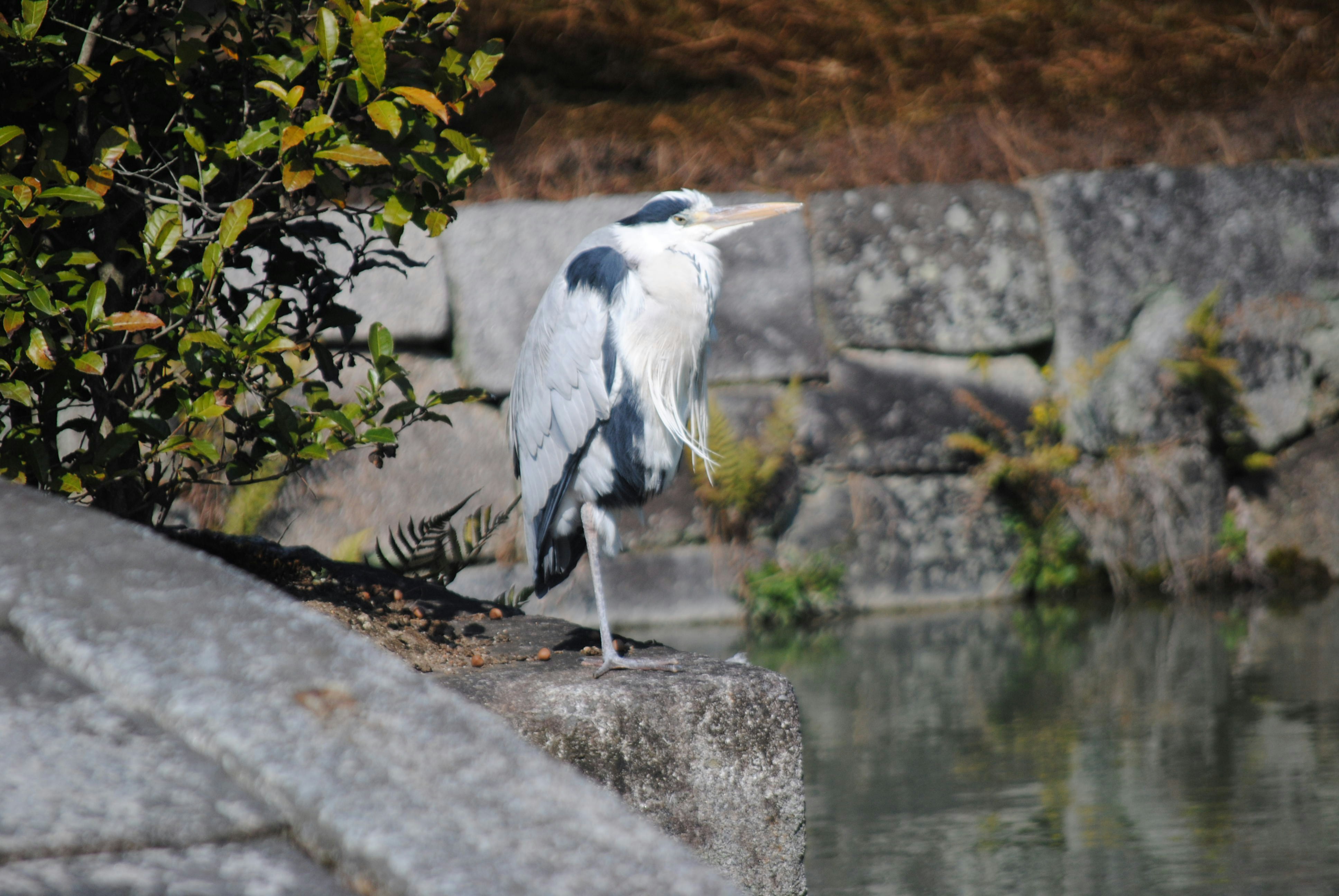 Grey Heron on Weathered Stone Edge Beside a Quiet Pool