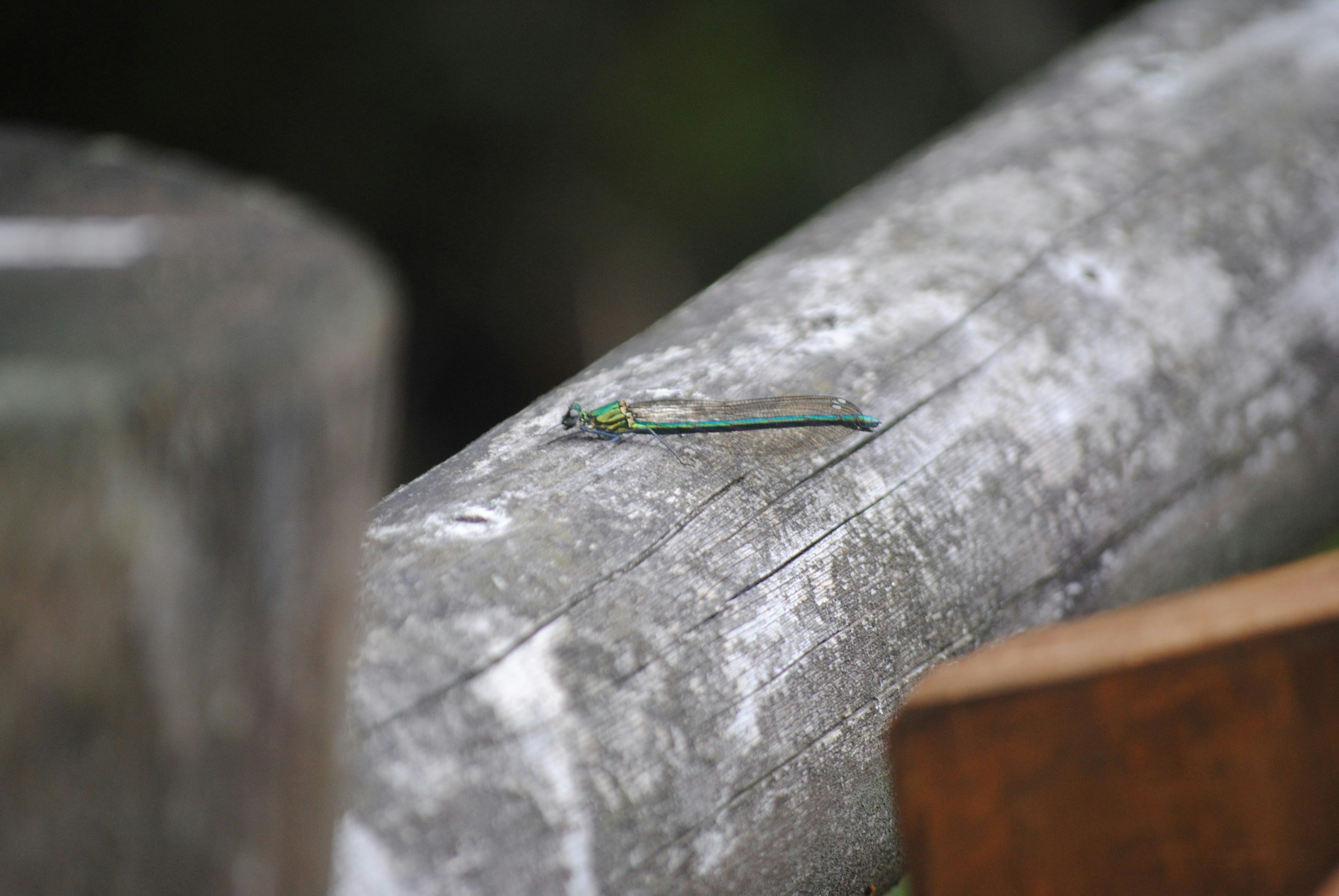 A green insect sitting on top of a wooden bench photo – Free Animal ...