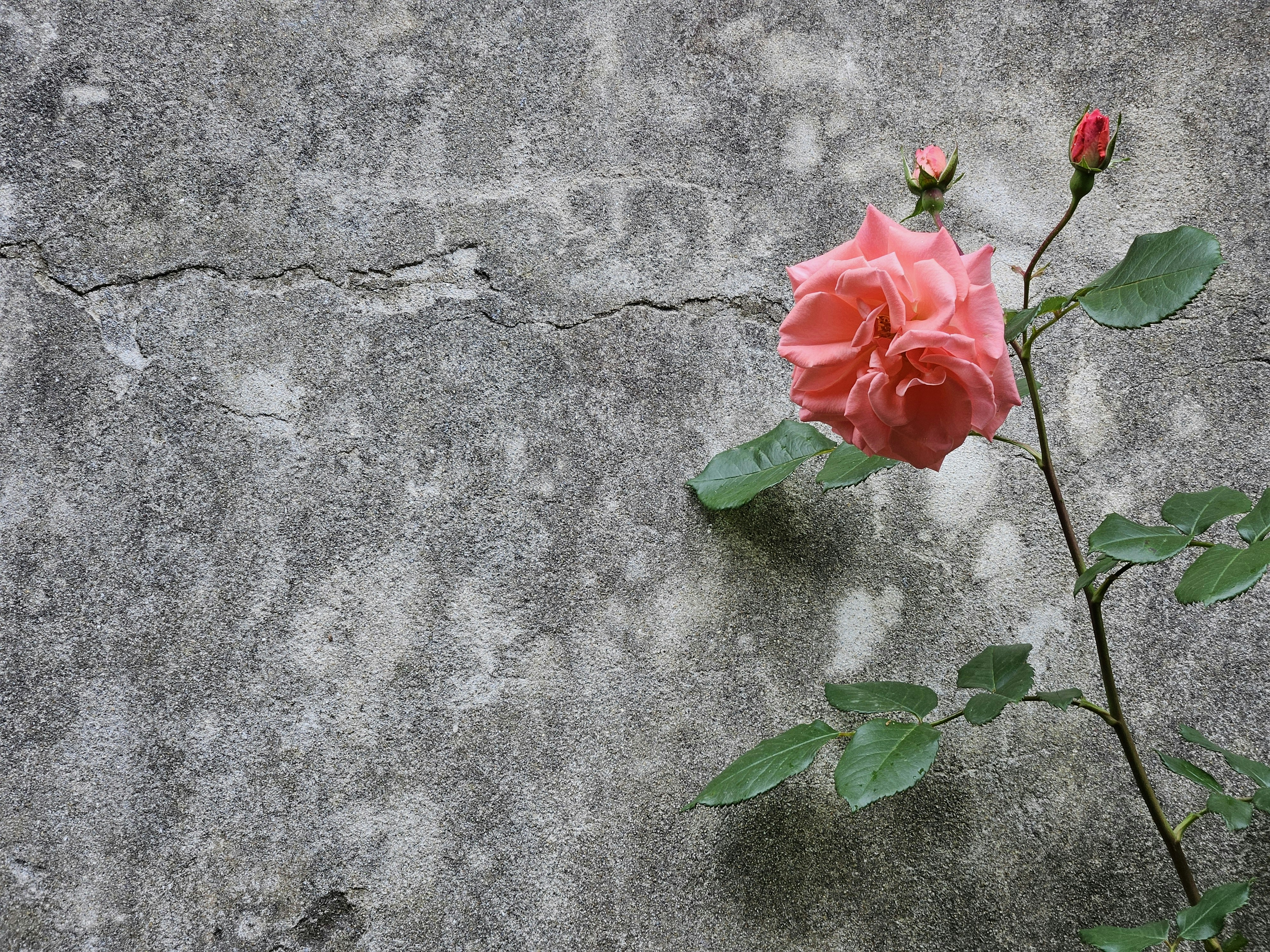 A single pink rose climbs a weathered concrete wall. The close-up emphasizes the contrast between delicate petals and rugged texture.