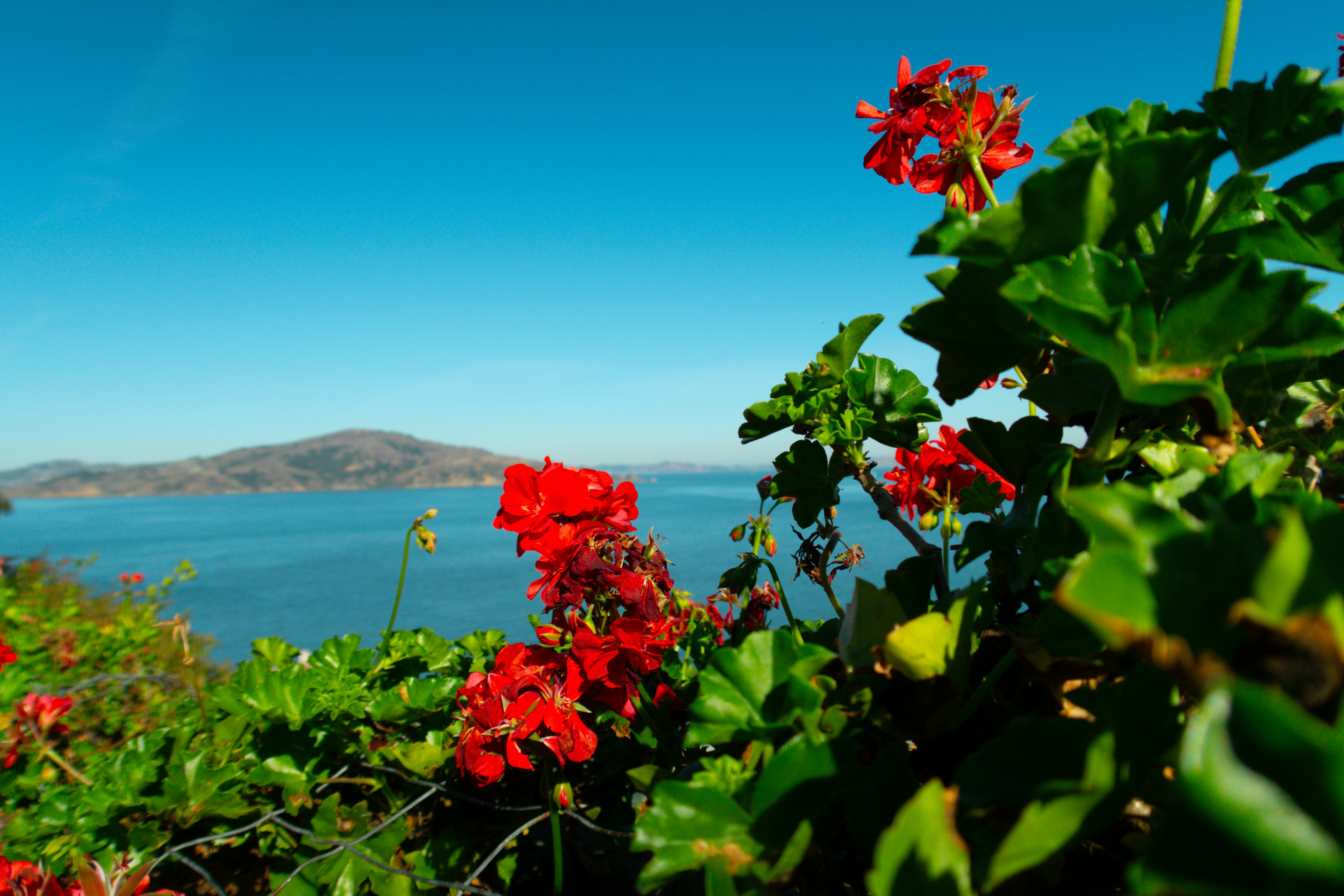 Crimson Blooms Framing a Seabreeze Vista