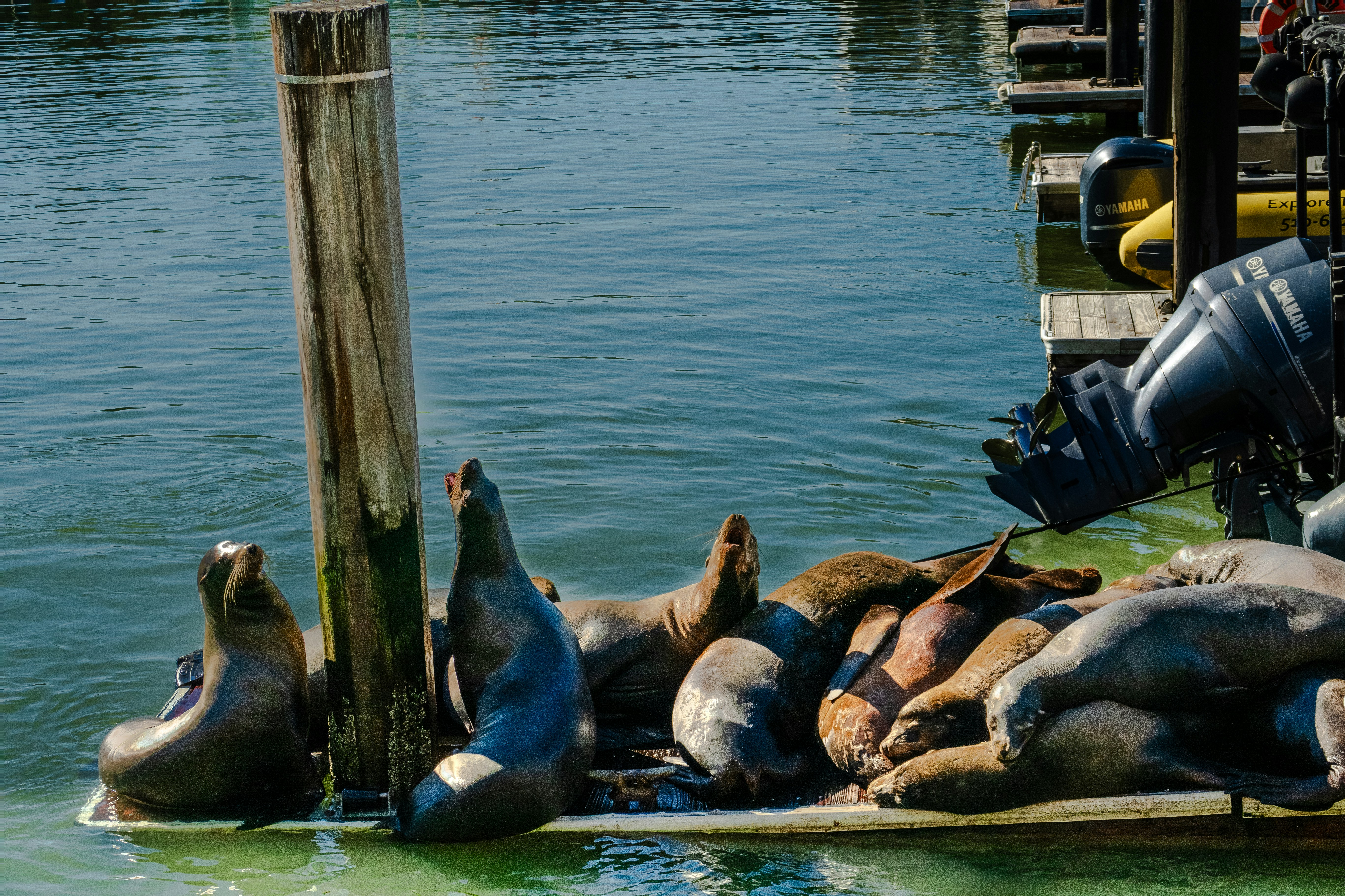 Dockside Choir of Sea Lions
