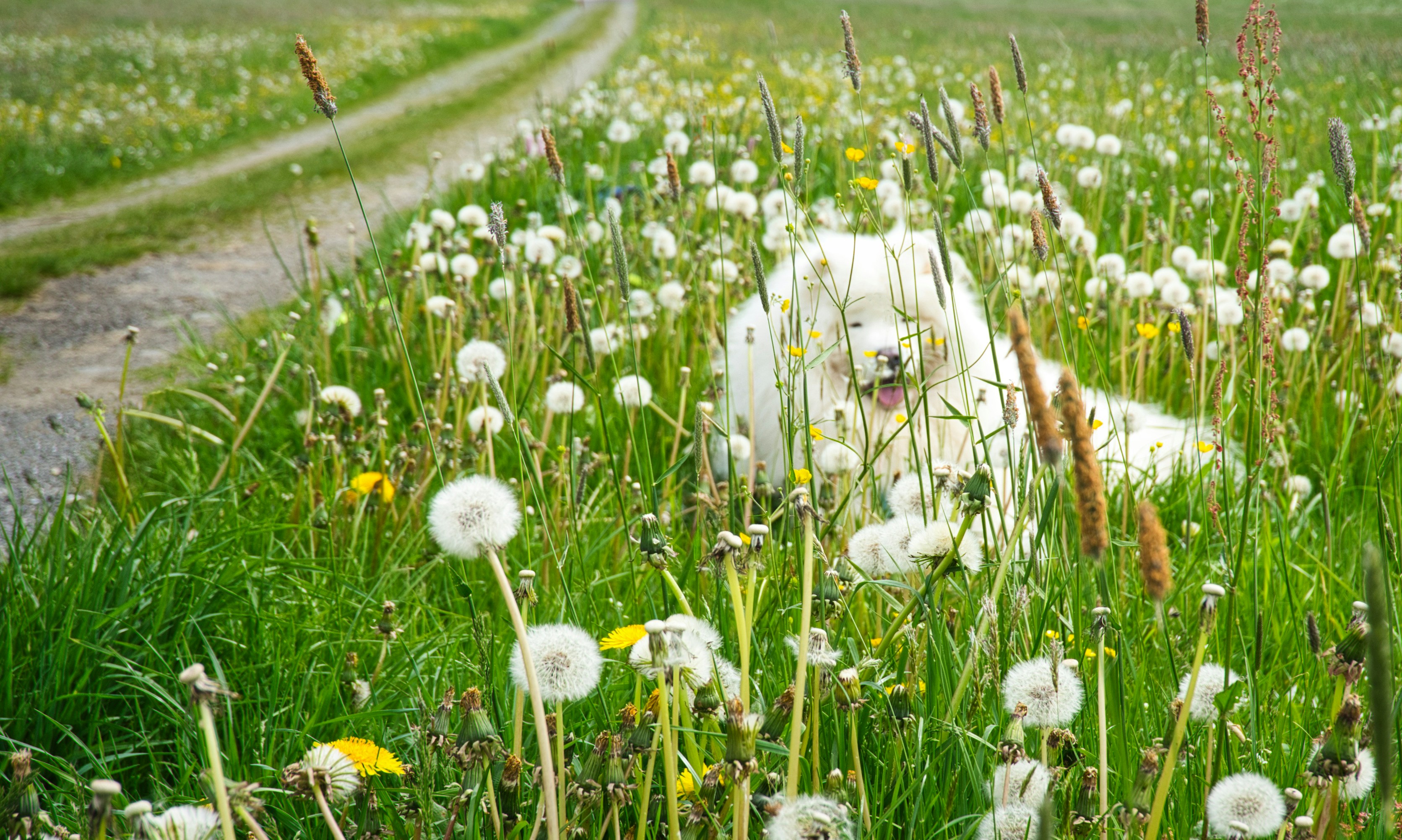 Whispering Dandelions and the White Meadow Companion