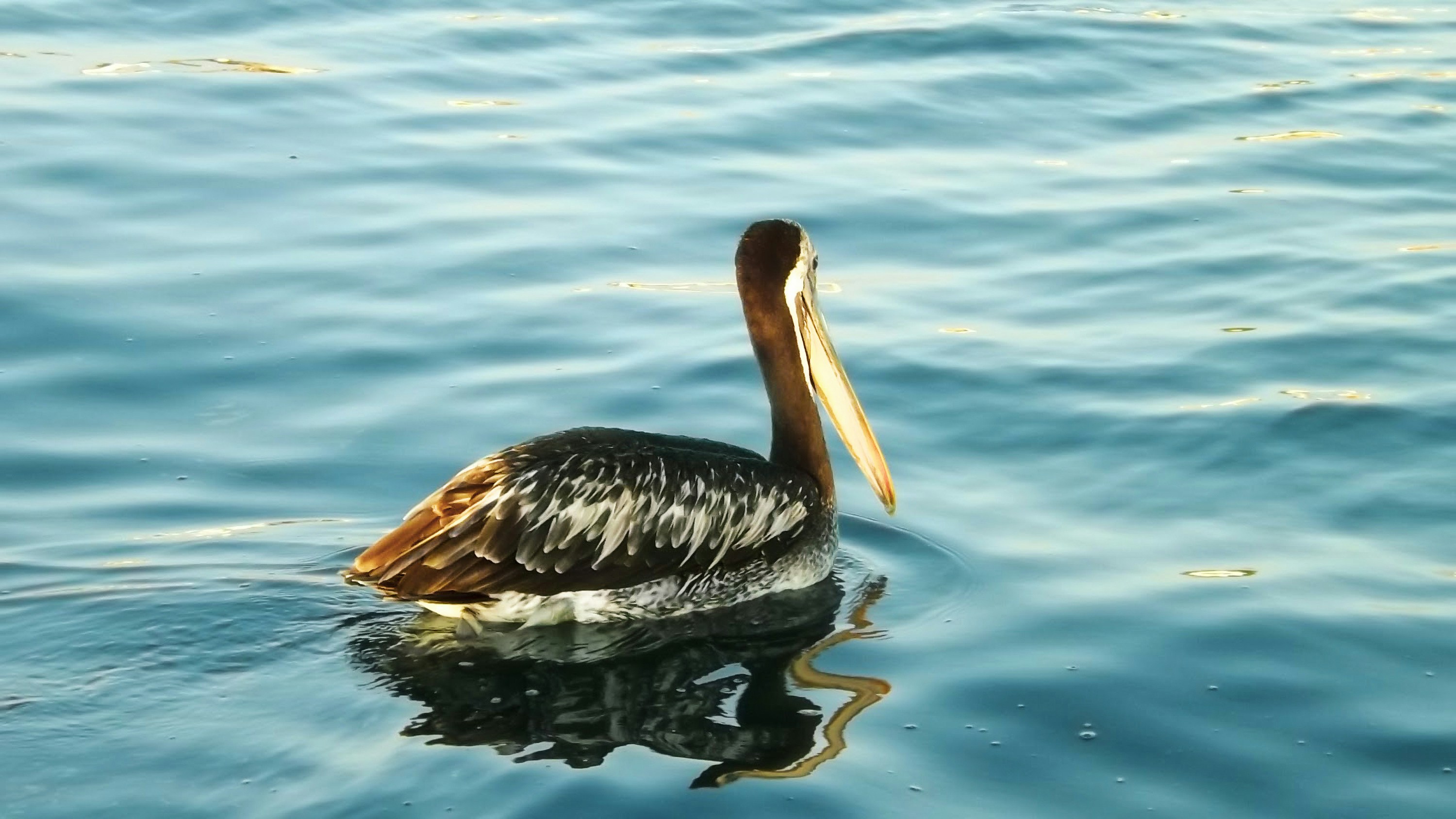 Pelican gliding on calm blue water, its long beak poised forward and white-brown plumage catching light. The scene emphasizes serene coastal ambiance through natural reflections.