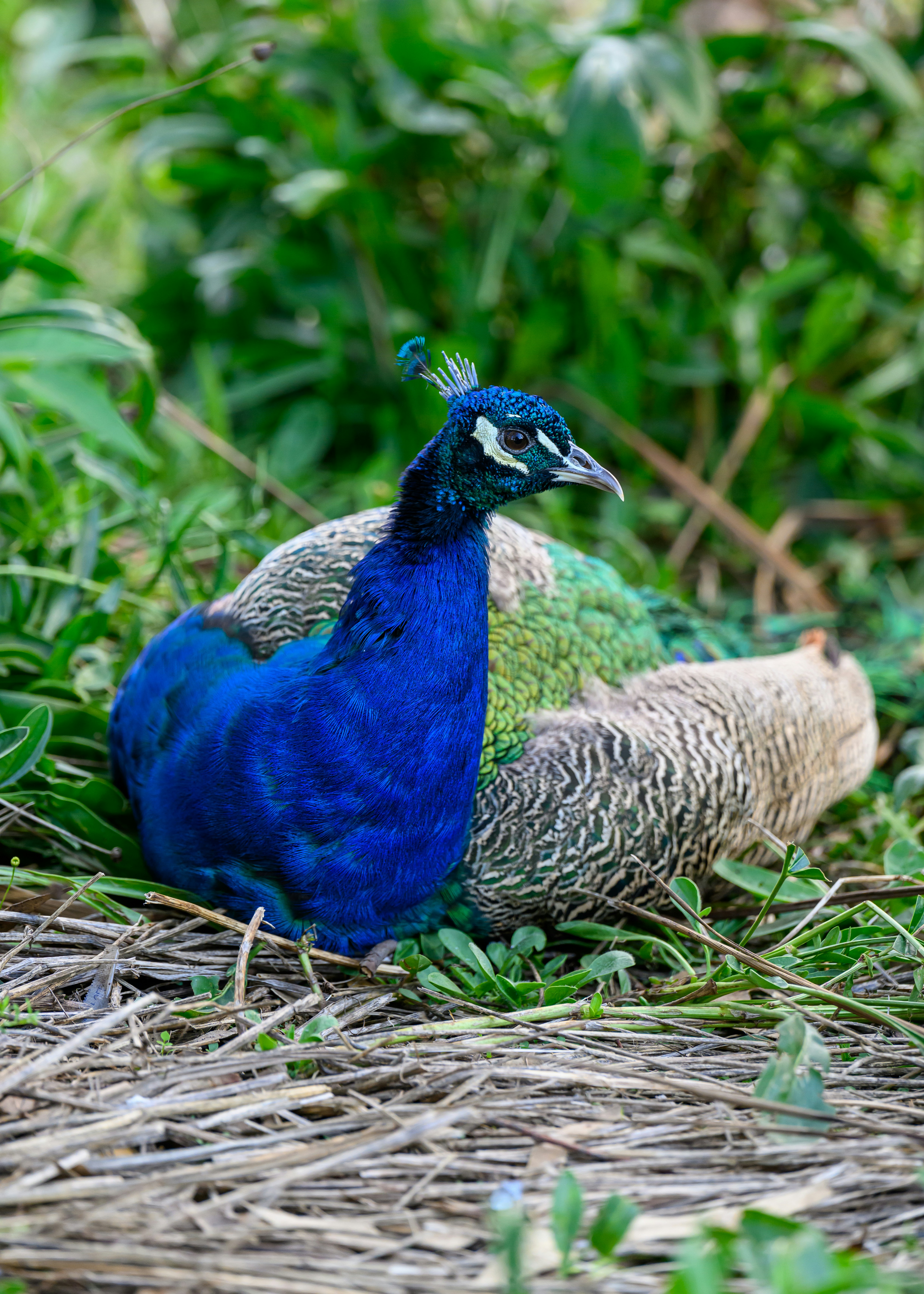 Electric Blue Crown Among Tangled Greens