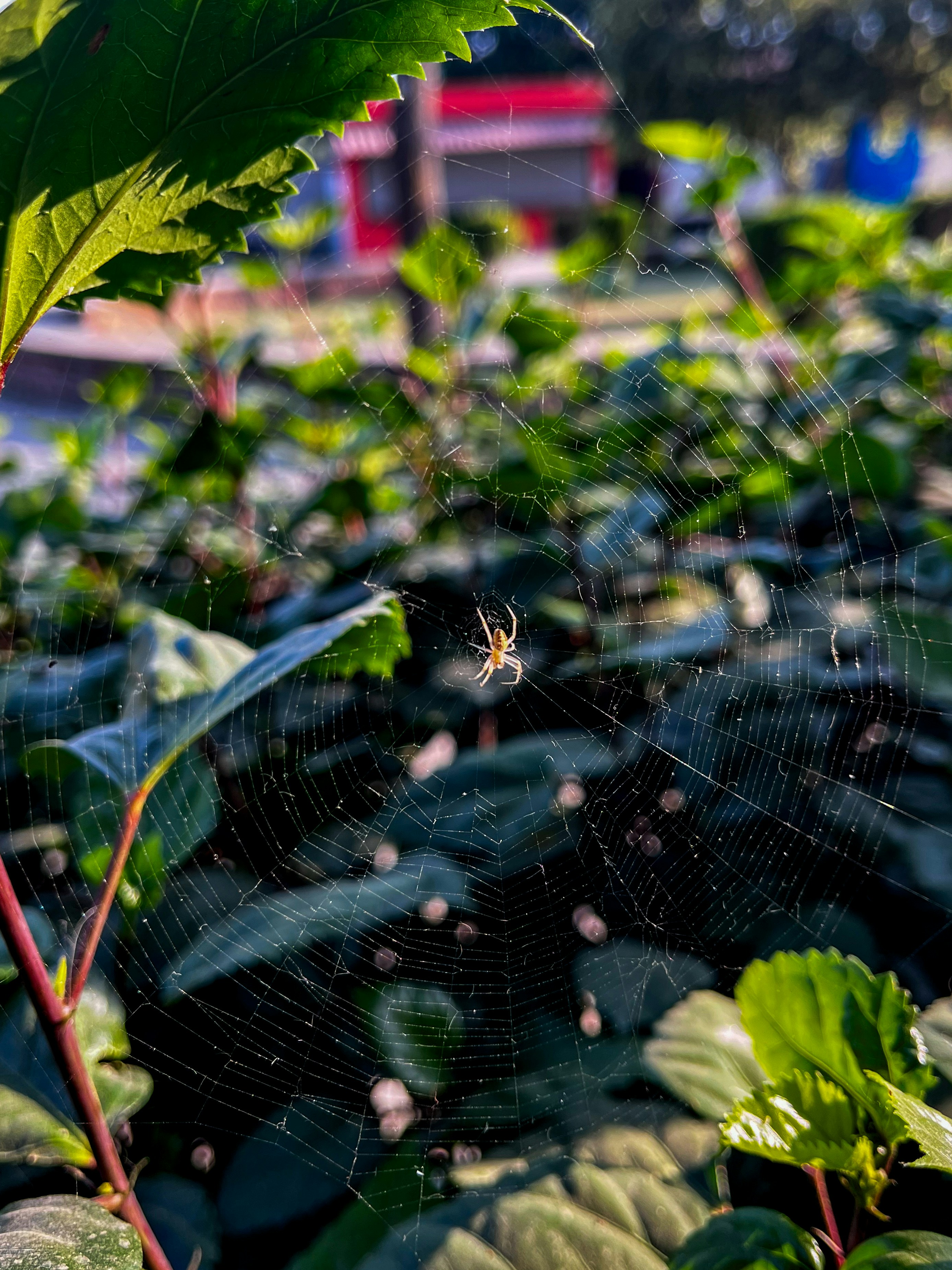 Silken Centerpiece: a garden spider anchors its web amid sunlit foliage