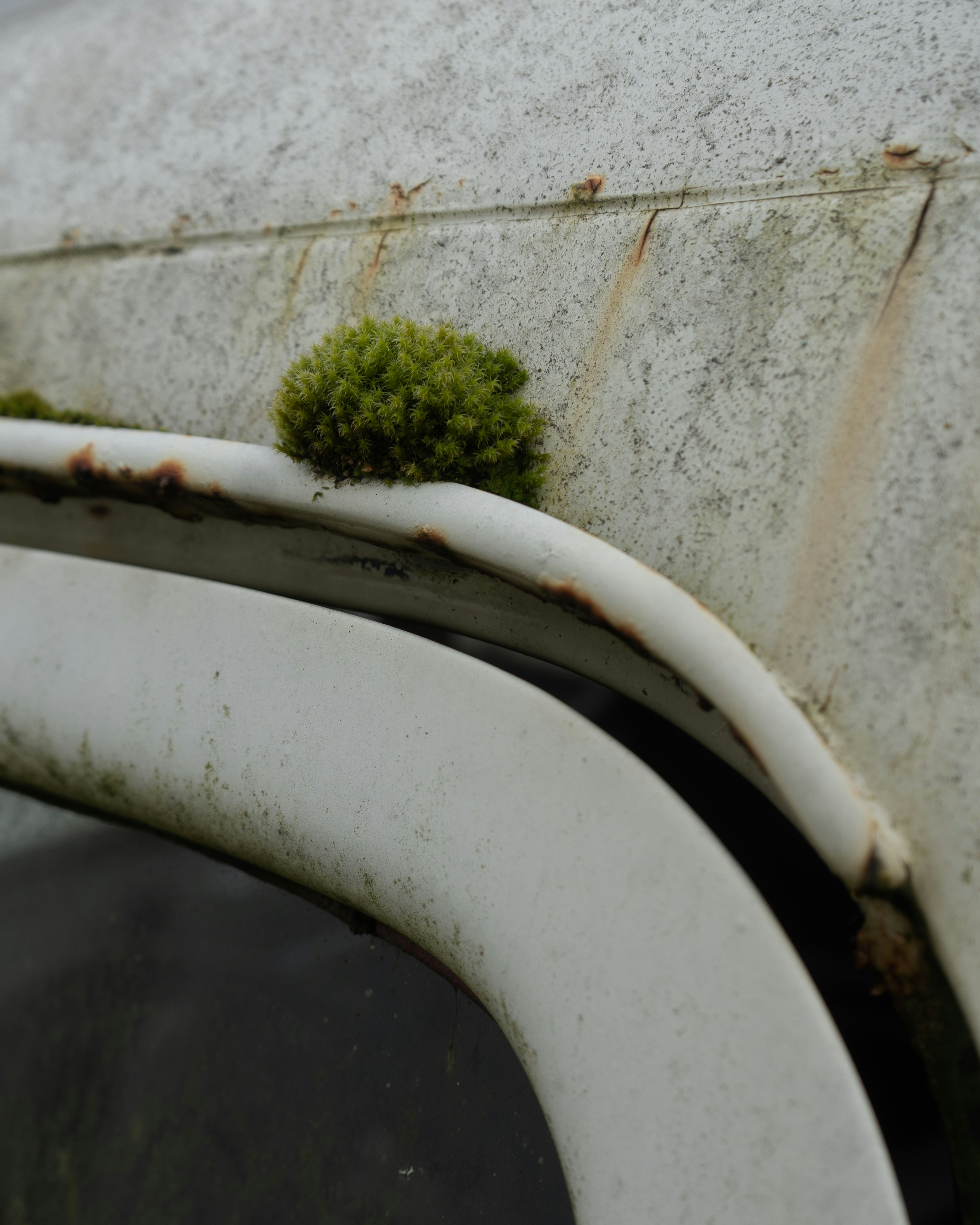 A vibrant patch of green moss grows on the tire of an old, white-painted car, blending nature and machine beautifully.