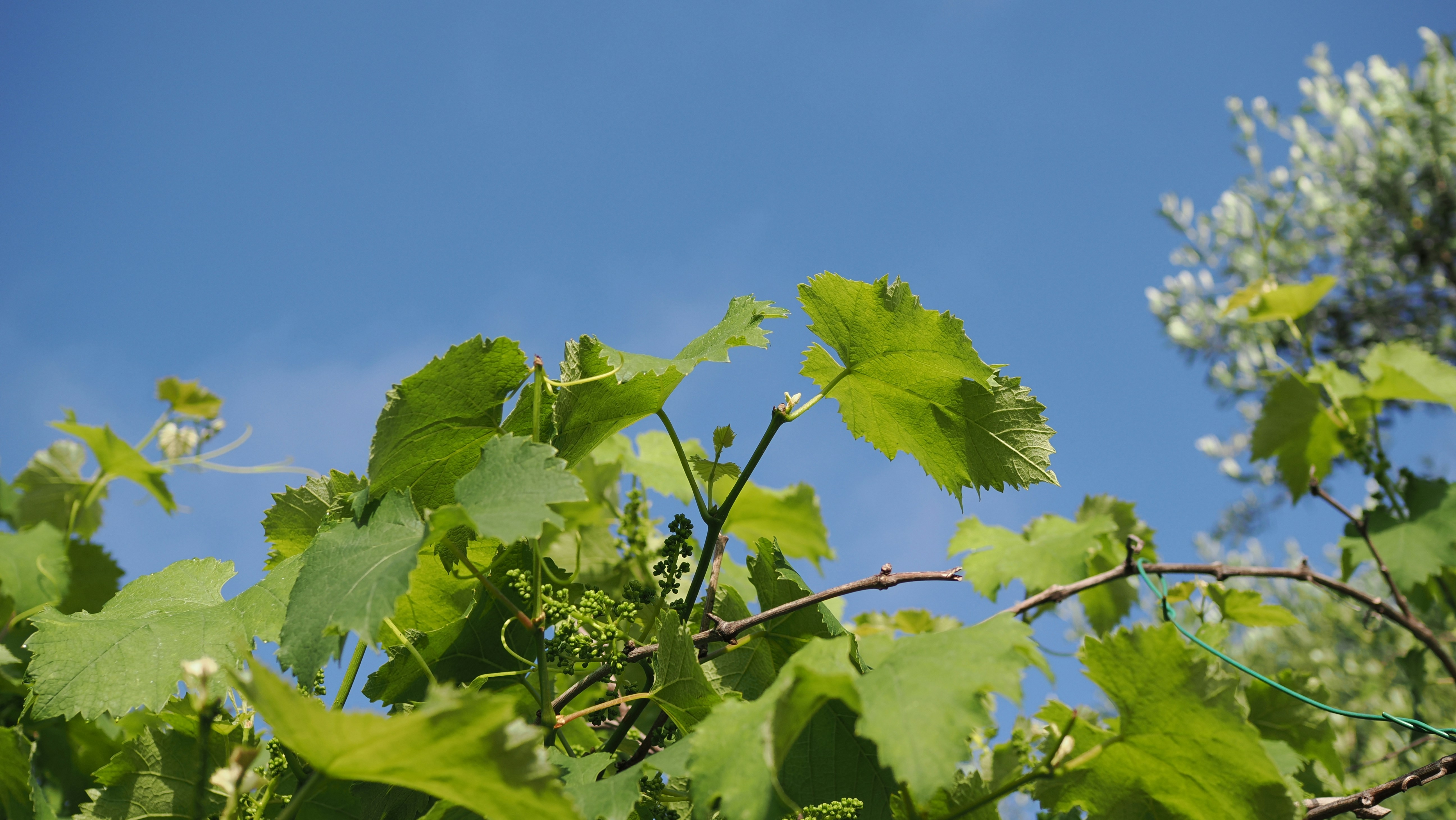 Sunlit Vine Leaves Reaching Toward a Clear Blue Sky