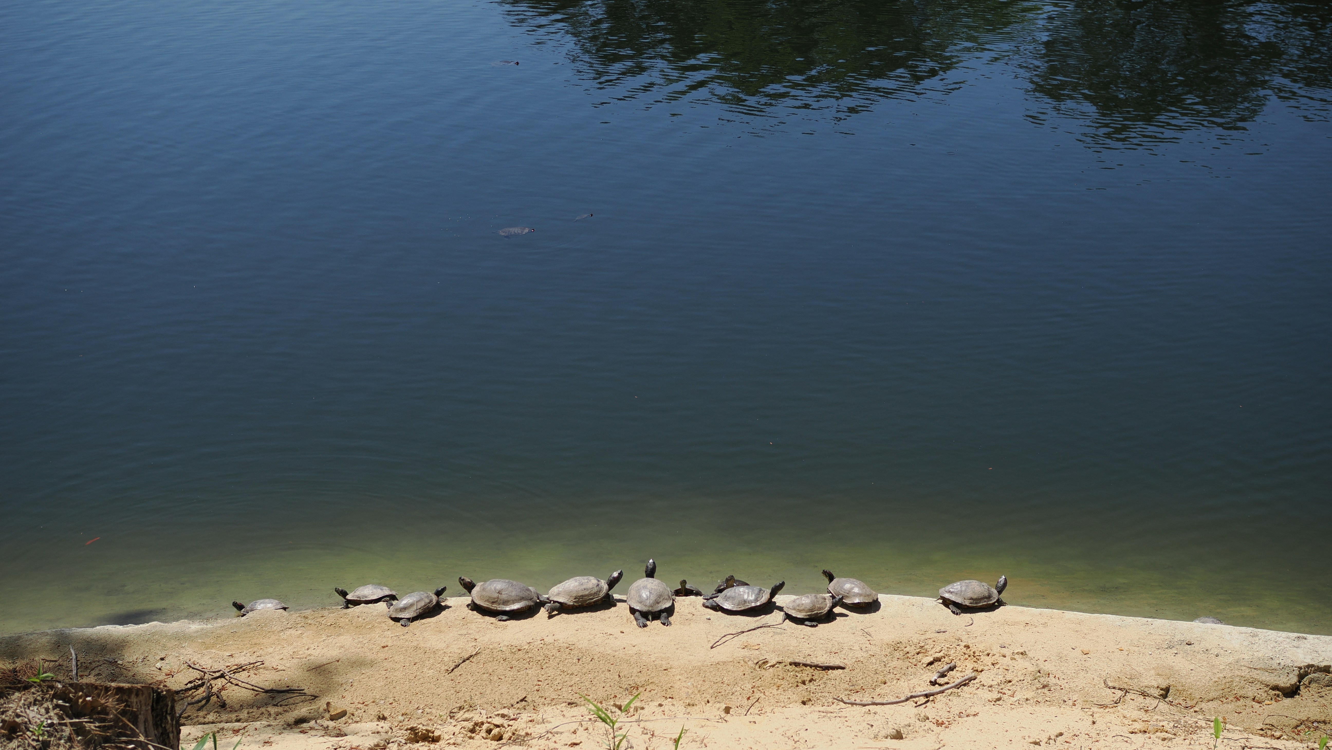 Sunlit Parade of River Turtles Along a Quiet Shore