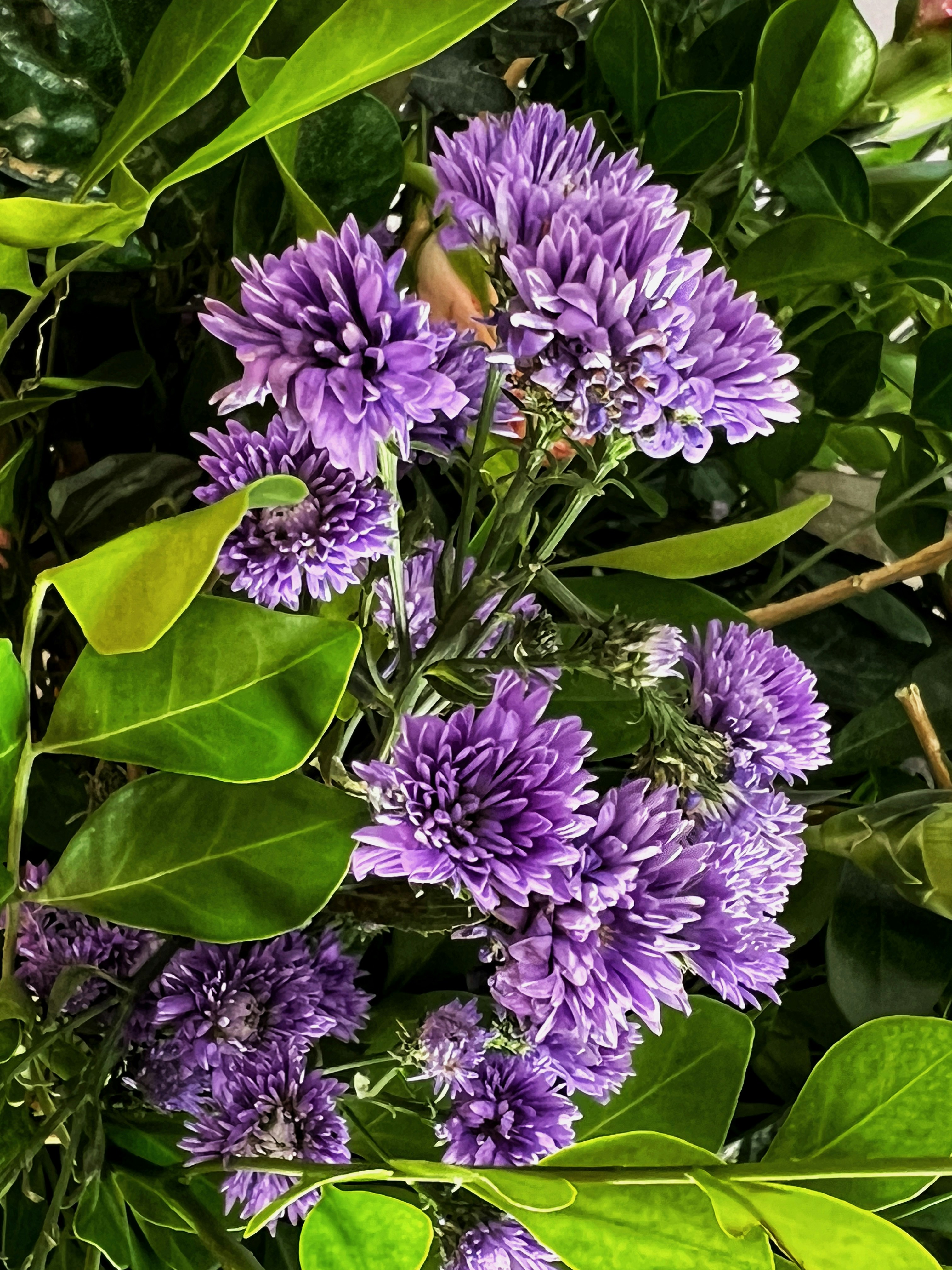 Violet Chrysanthemum Cluster Nestled in a Leafy Green Mosaic