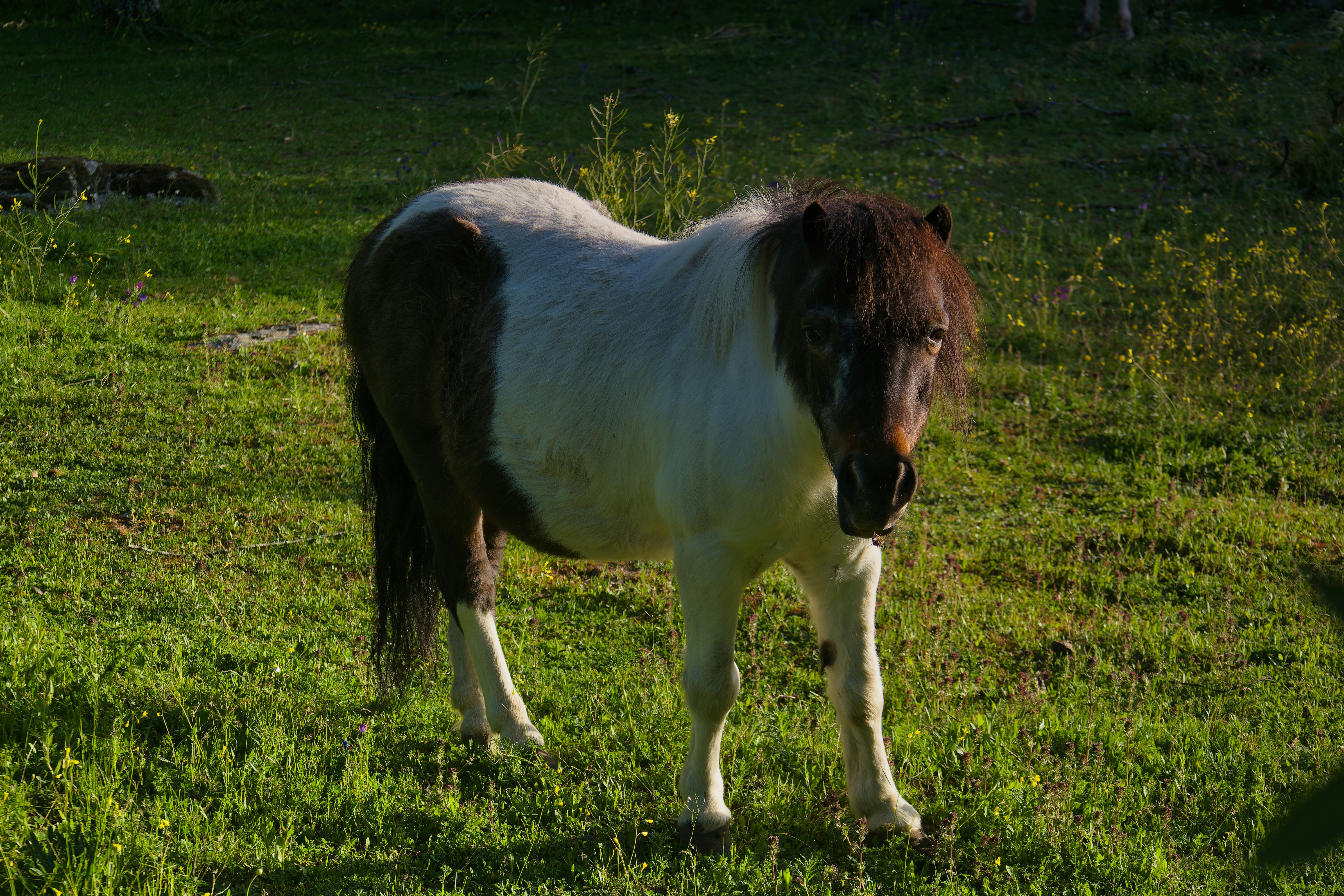Pony with a dark mane stands in a sunlit grassy field dotted with yellow wildflowers. The scene captures a calm moment in a rural pasture.