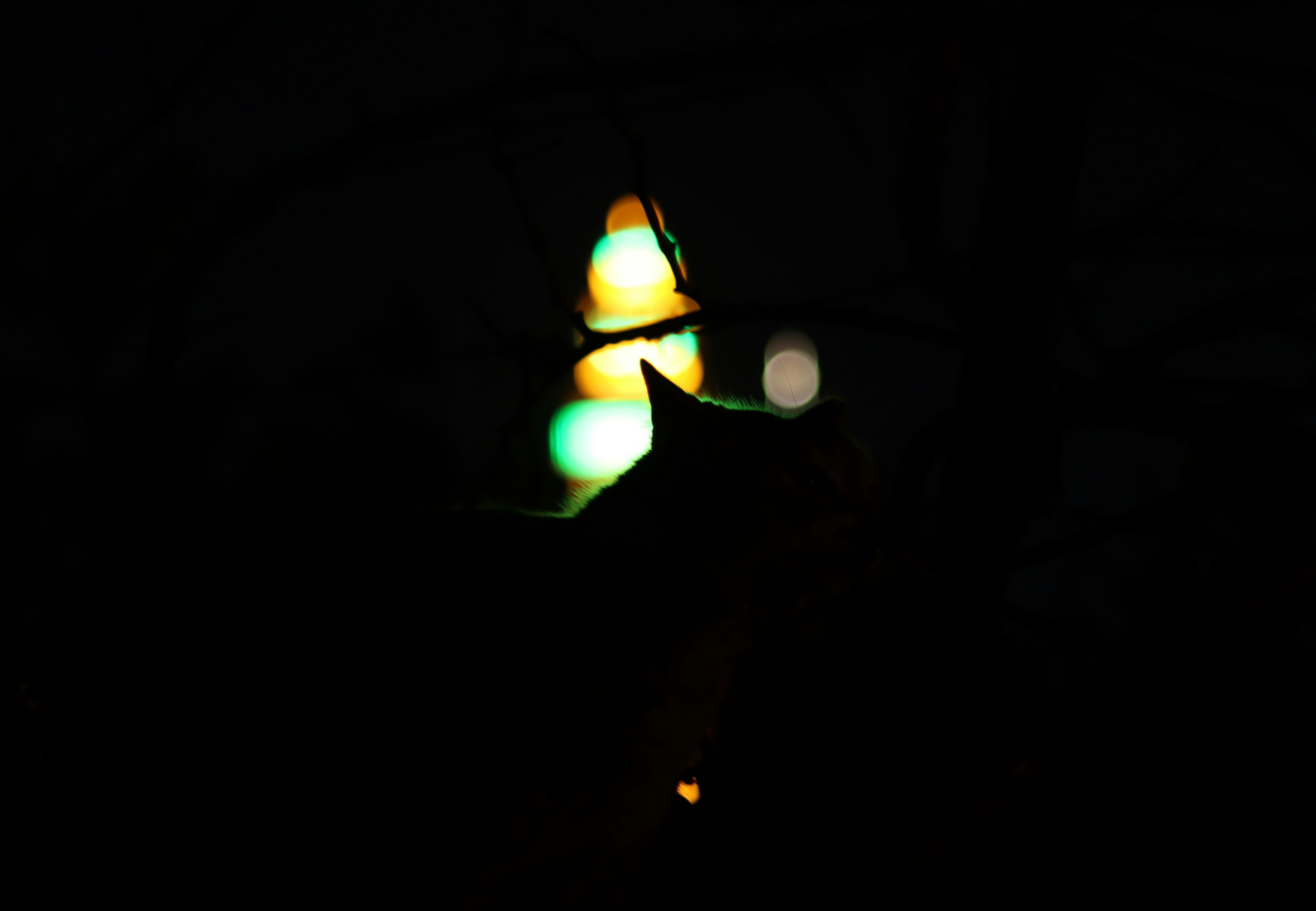 Whiskers in Neon Lanterns: A Quiet Cat in the Dark