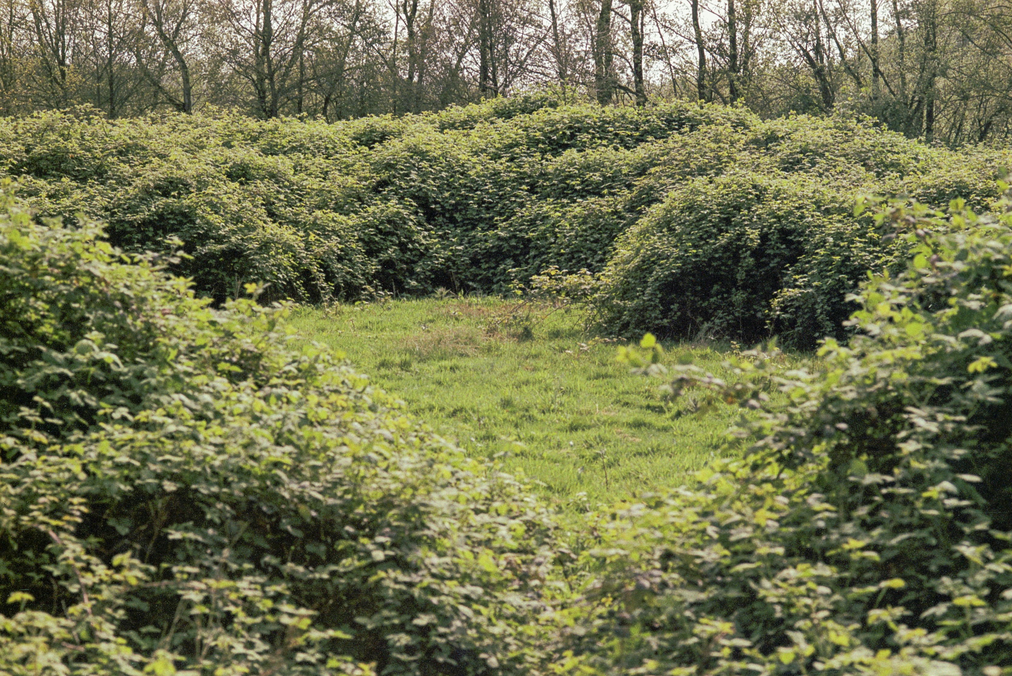 Emerald Oasis Amidst the Thicket
