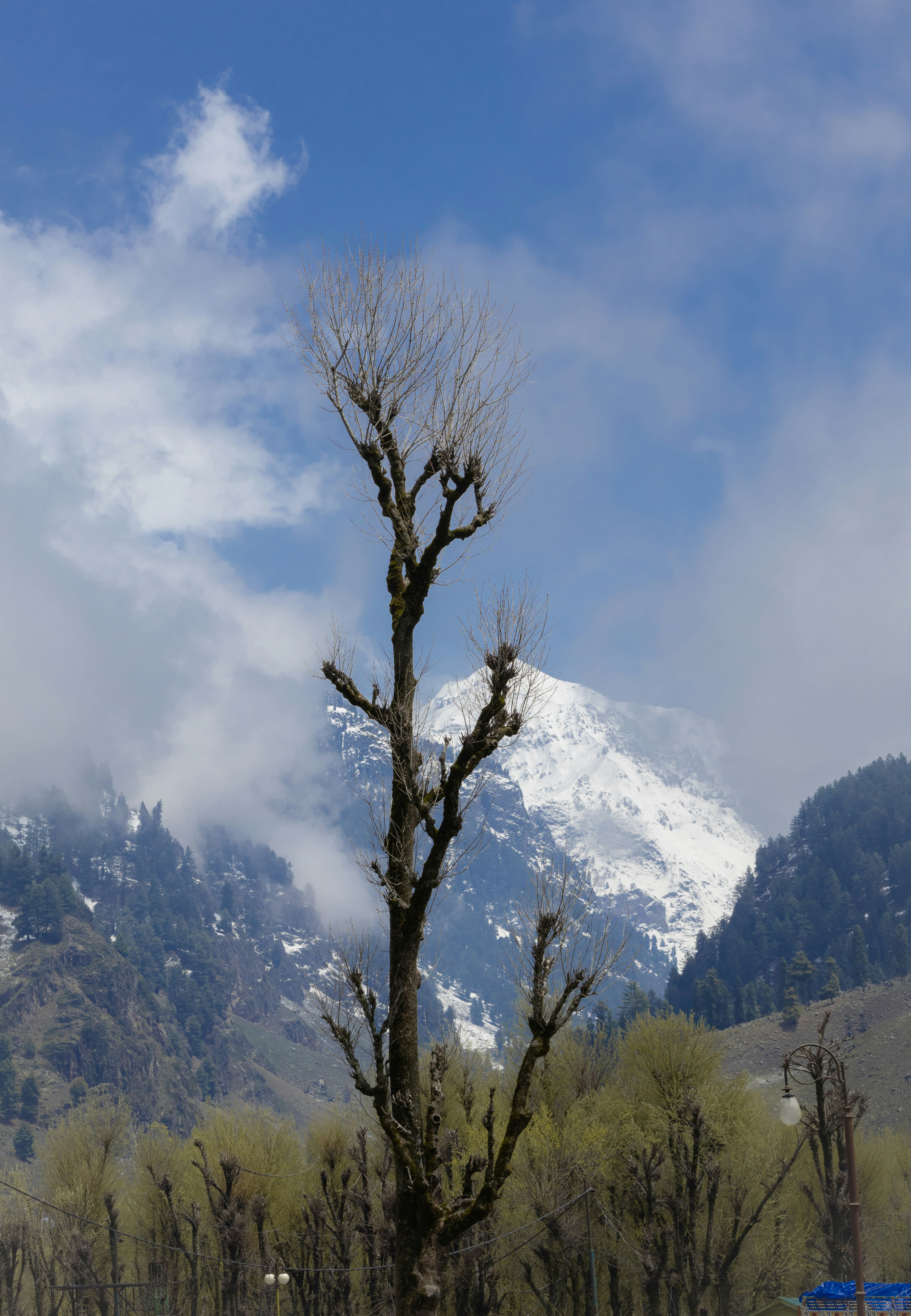 Lone Tree Silhouette Framing a Snowbound Alpine Crest