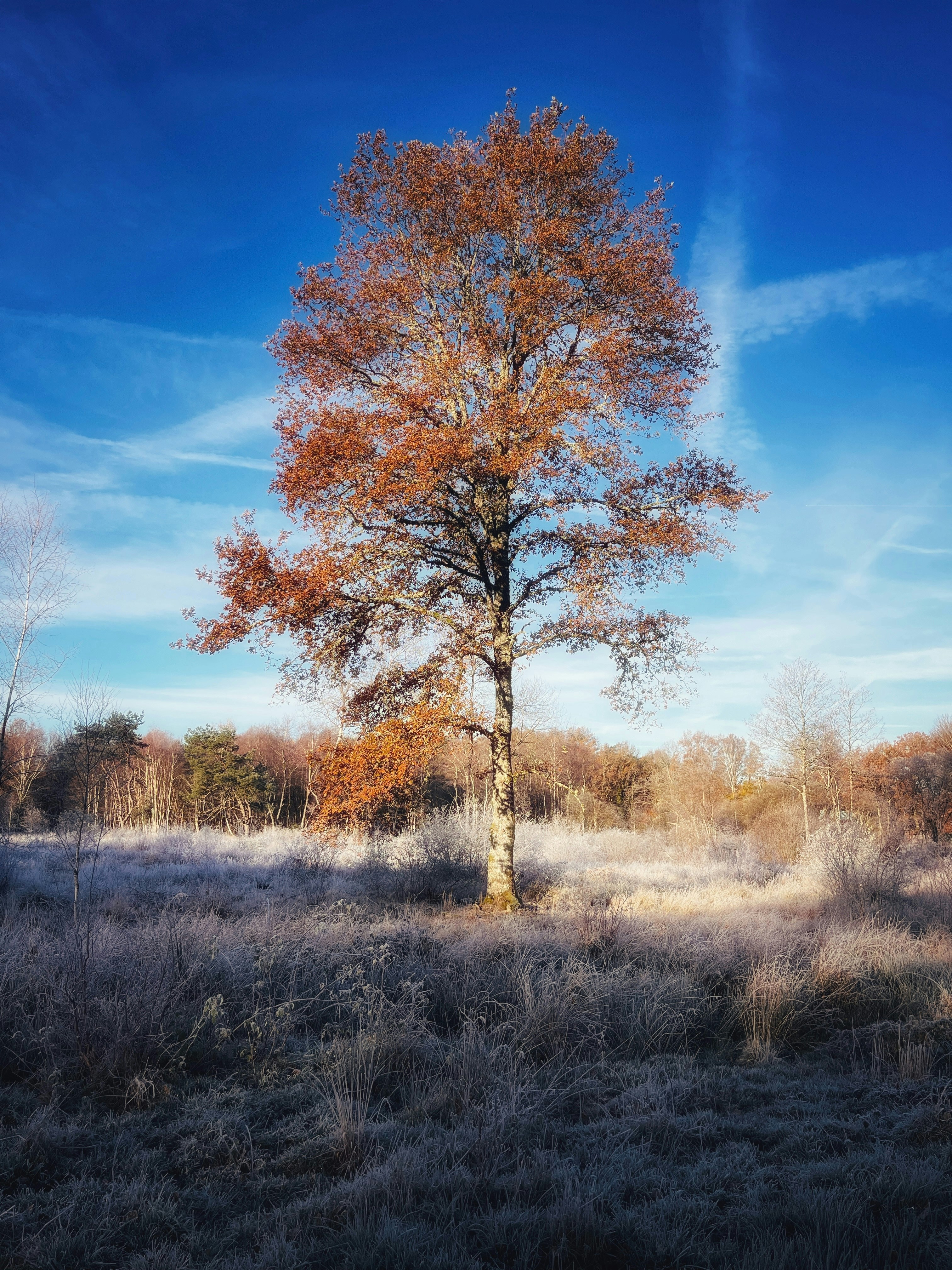  solitary autumn oak amid frost-kissed meadow under a cerulean sky