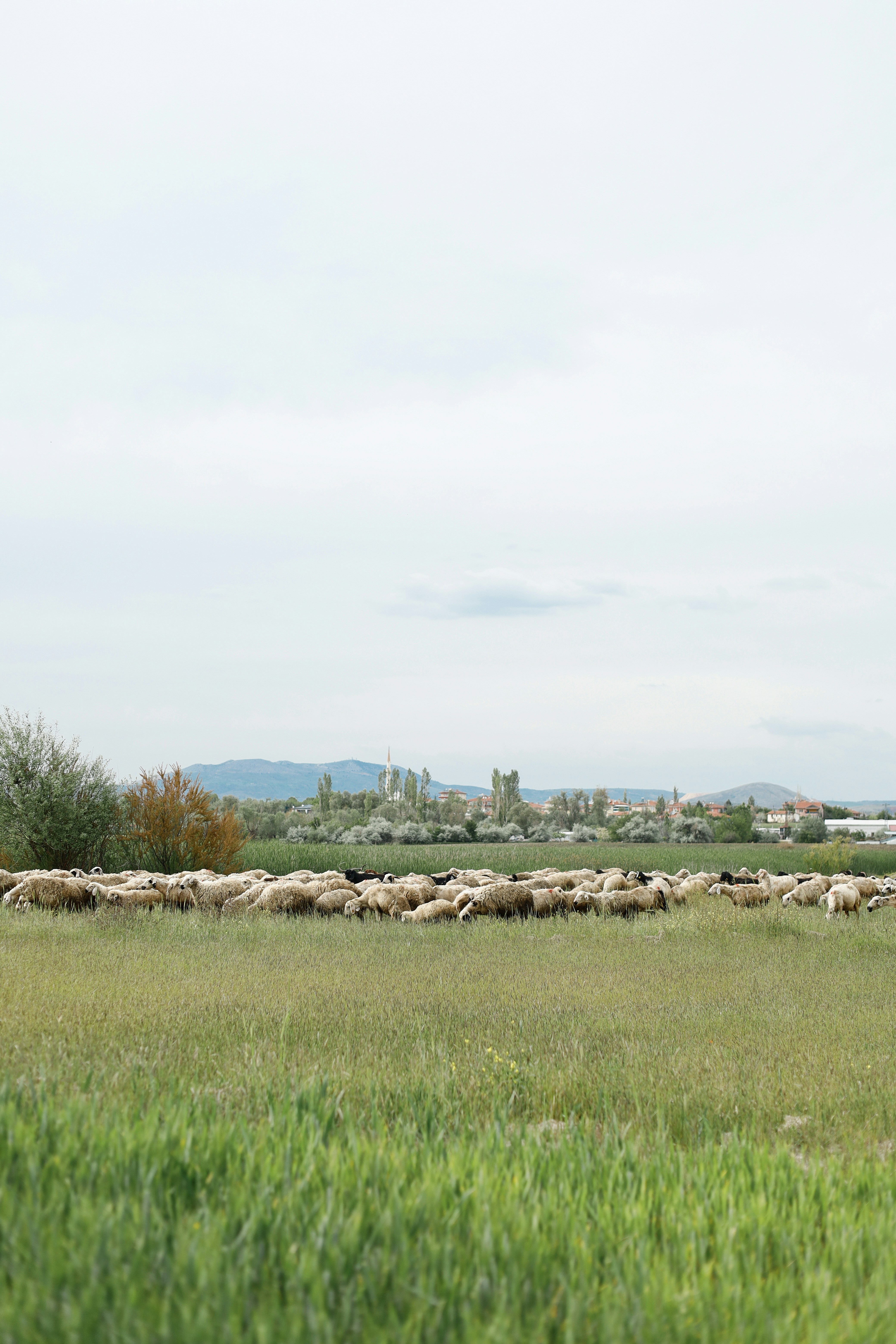 Herding Light: Sheep Across a Quiet Green Plain