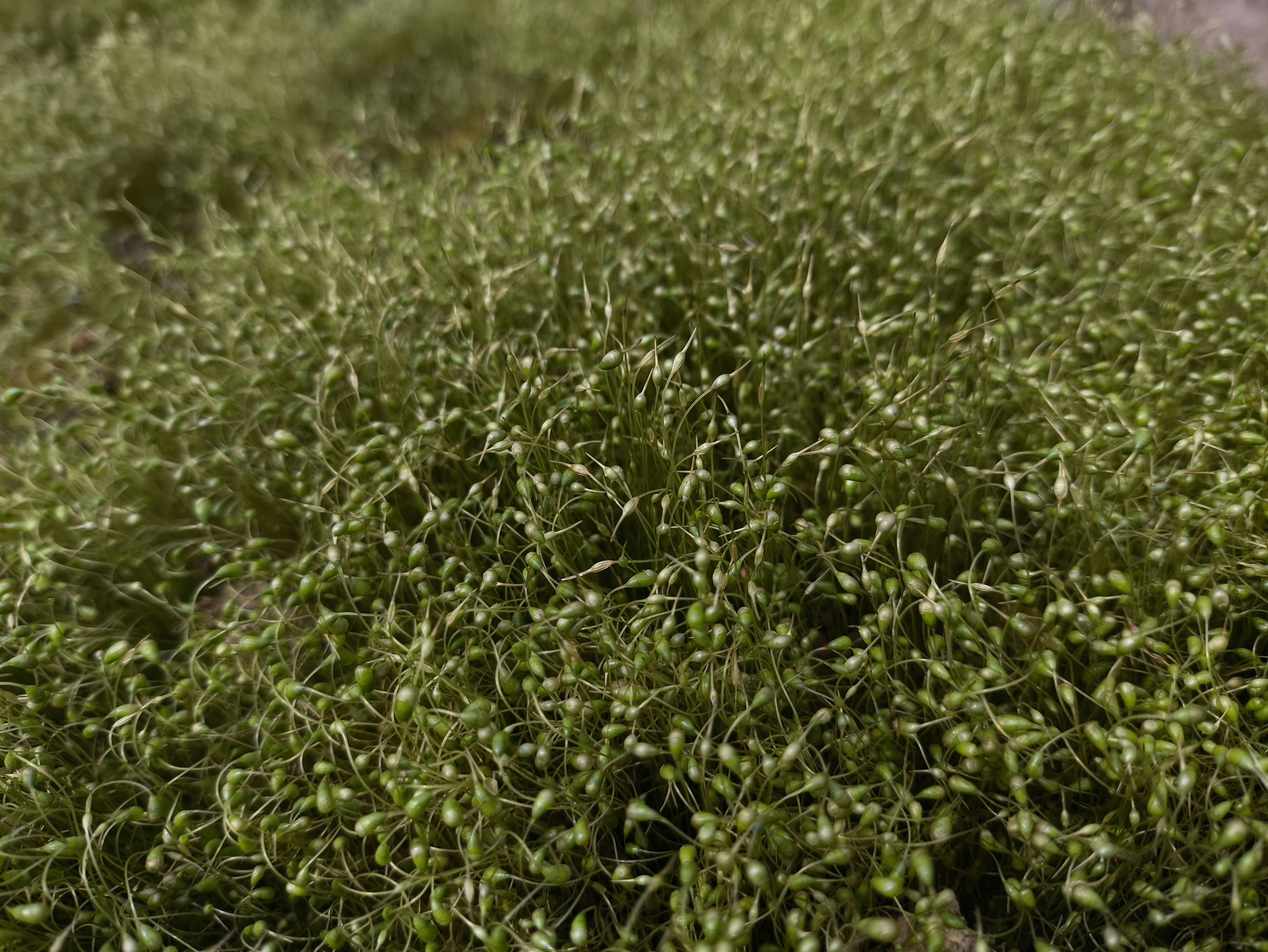 Photo by Anna Evans with Poco X6 Pro