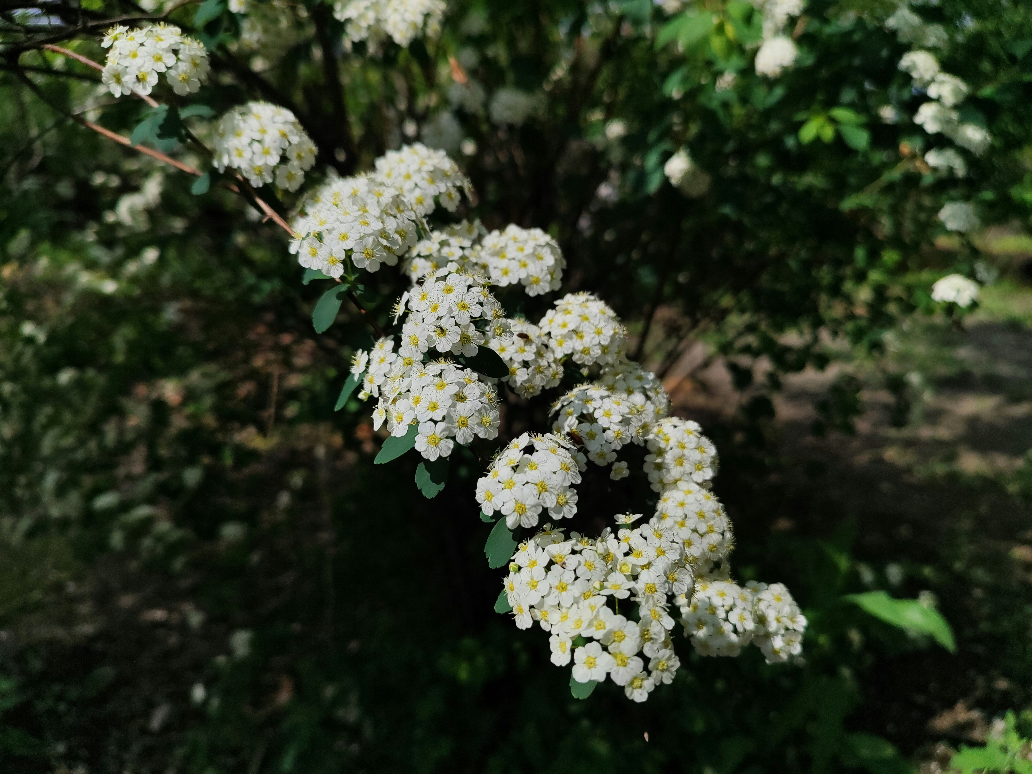 Close-up of white blossoms along a curved branch, set against a shadowy green background.