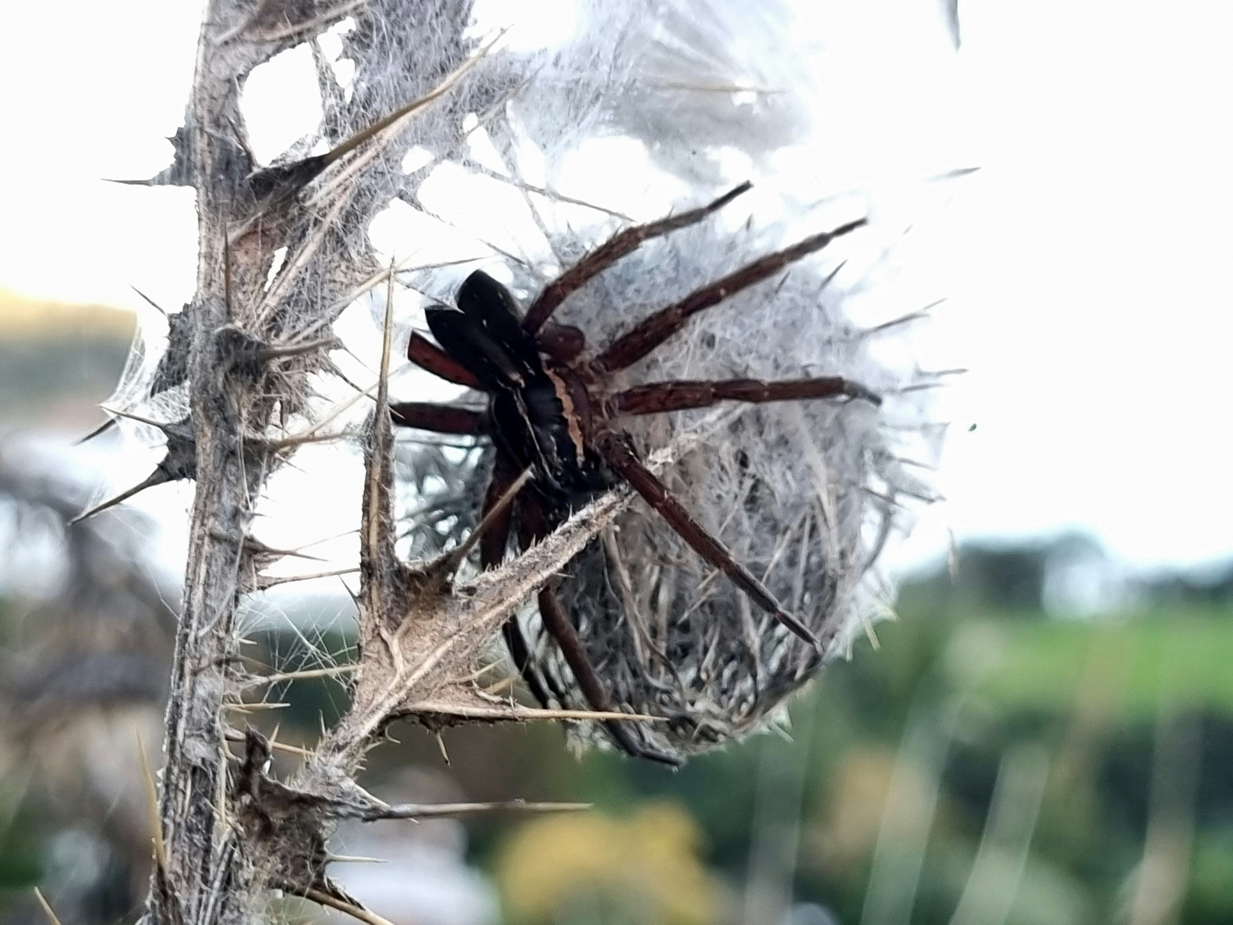 Silkbound Sentinel: Close-Up of a Spider in its Web