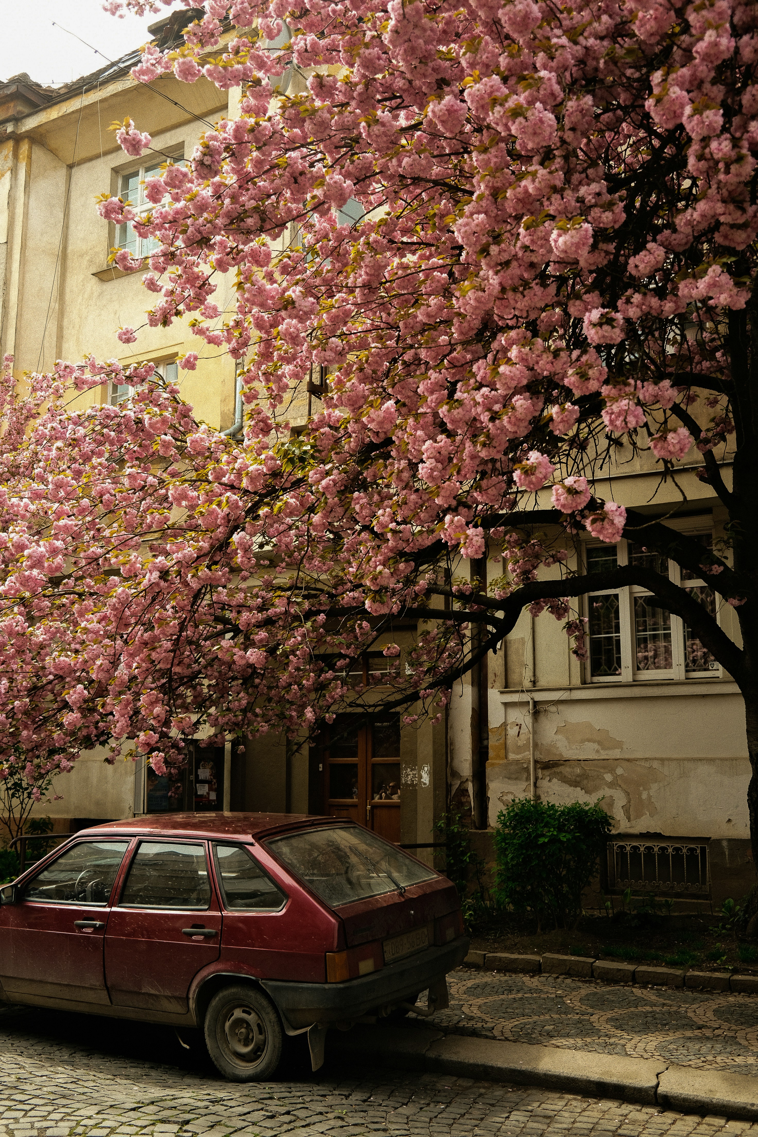 Uzhhorod, Ukraine - April 2024 / Cherry blossom season please tag my ig @mashaa.o :)