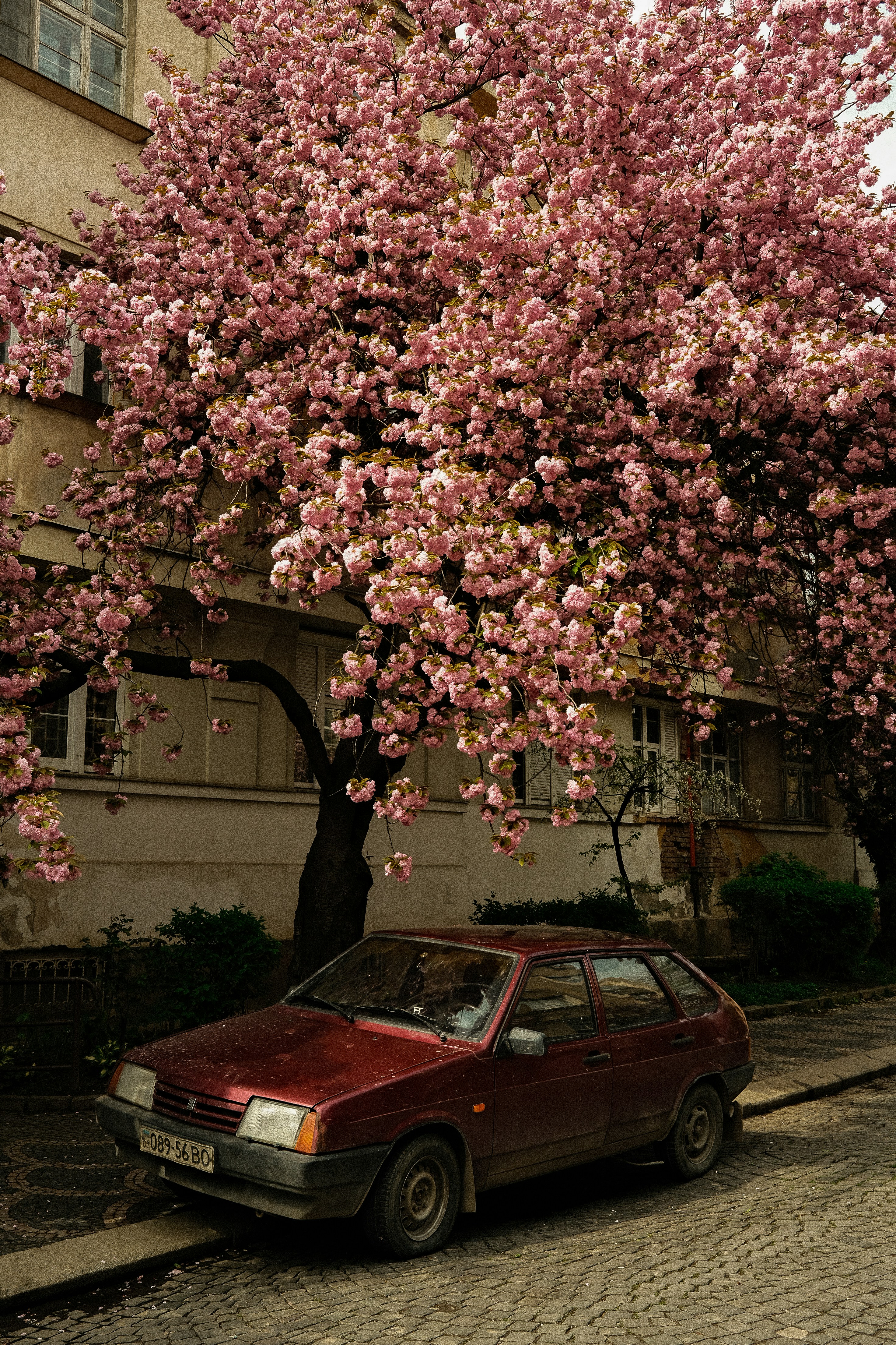 A red car parked under a pink tree photo – Free Uzhhorod Image on Unsplash