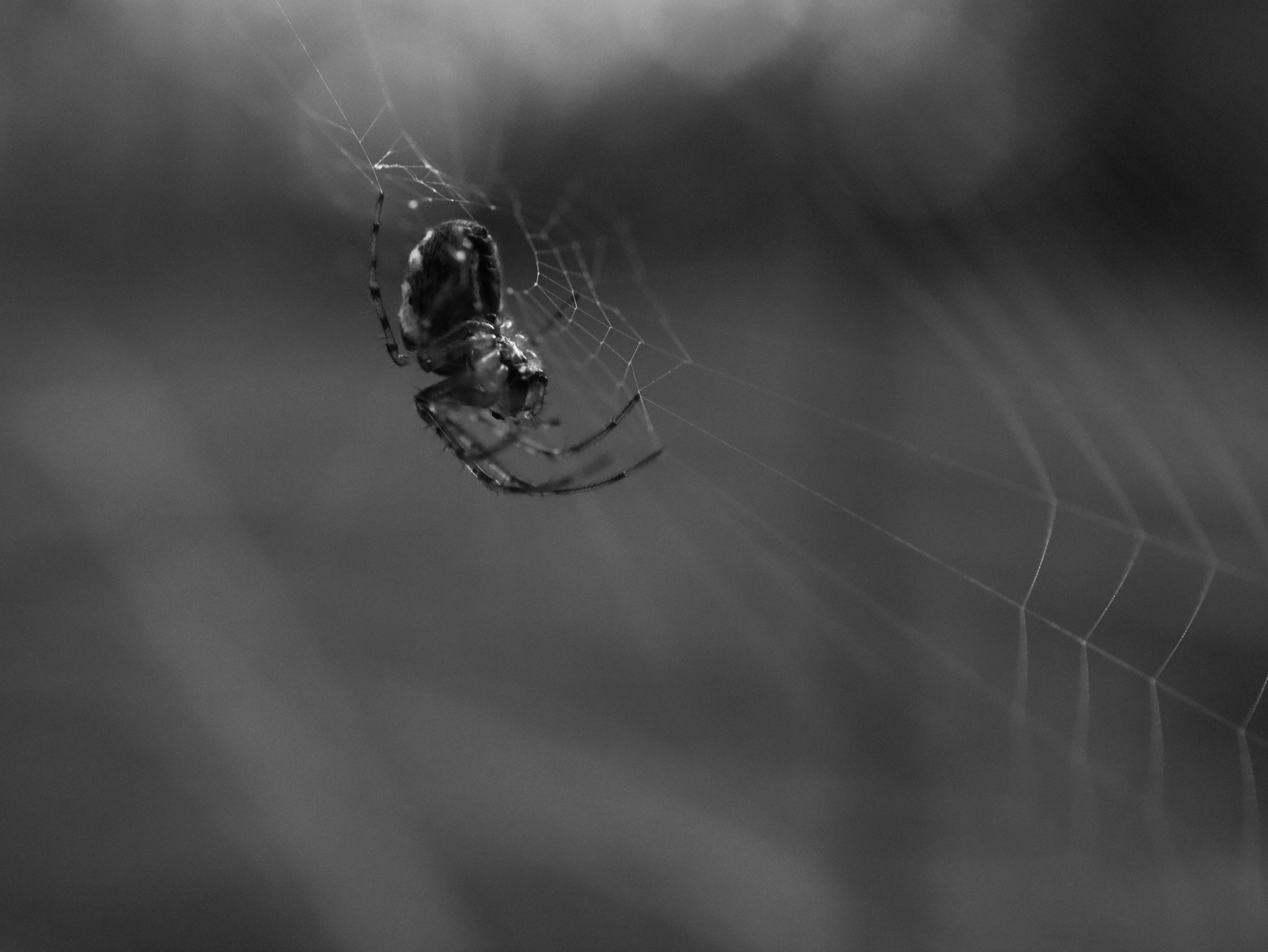 Quiet Tension on a Fragile Web: A Monochrome Spider Portrait