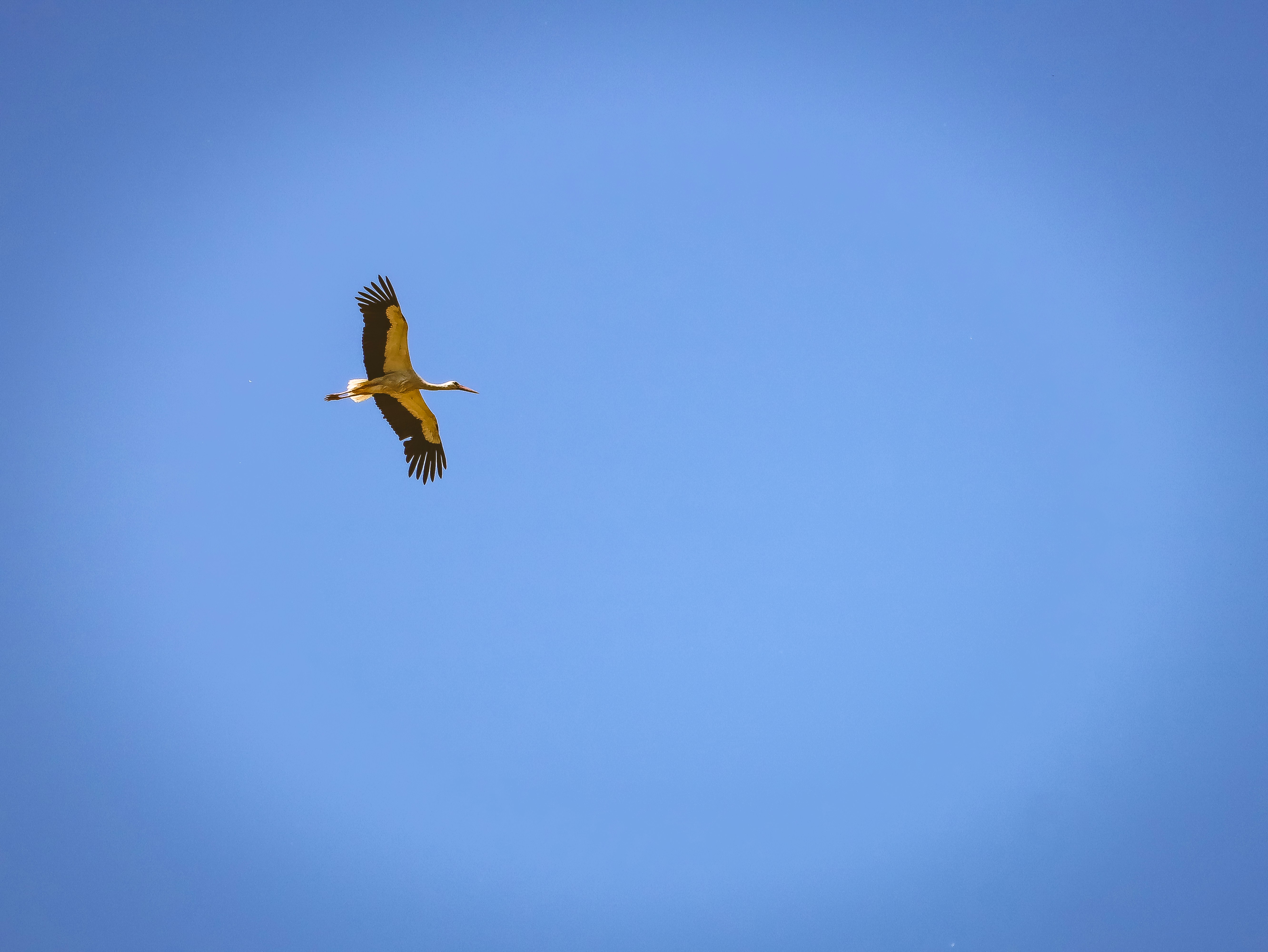 Azure Glide: A White-Feathered Soarer Against Open Sky